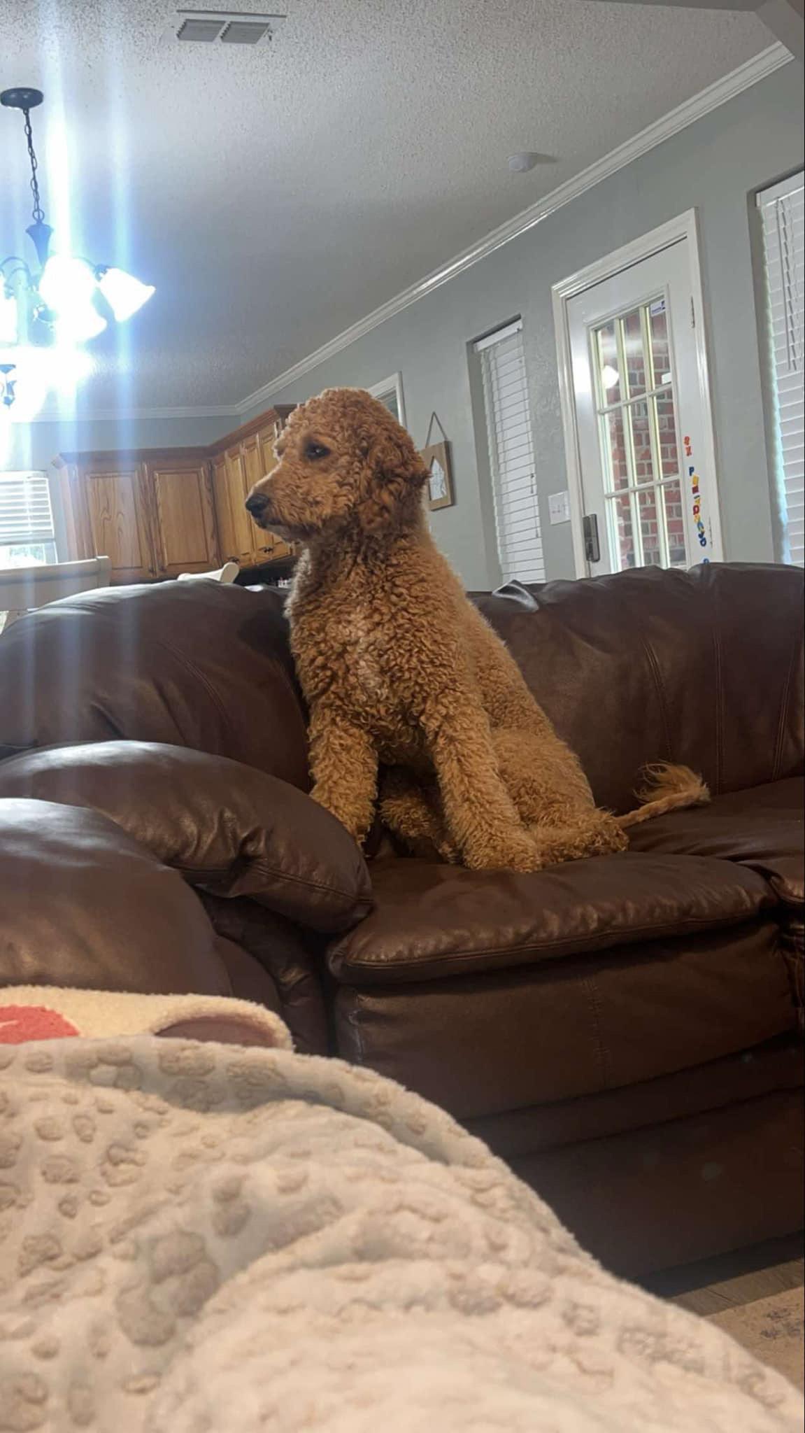 Dog for adoption - cooper, a Standard Poodle Mix in Bloomington, IL ...