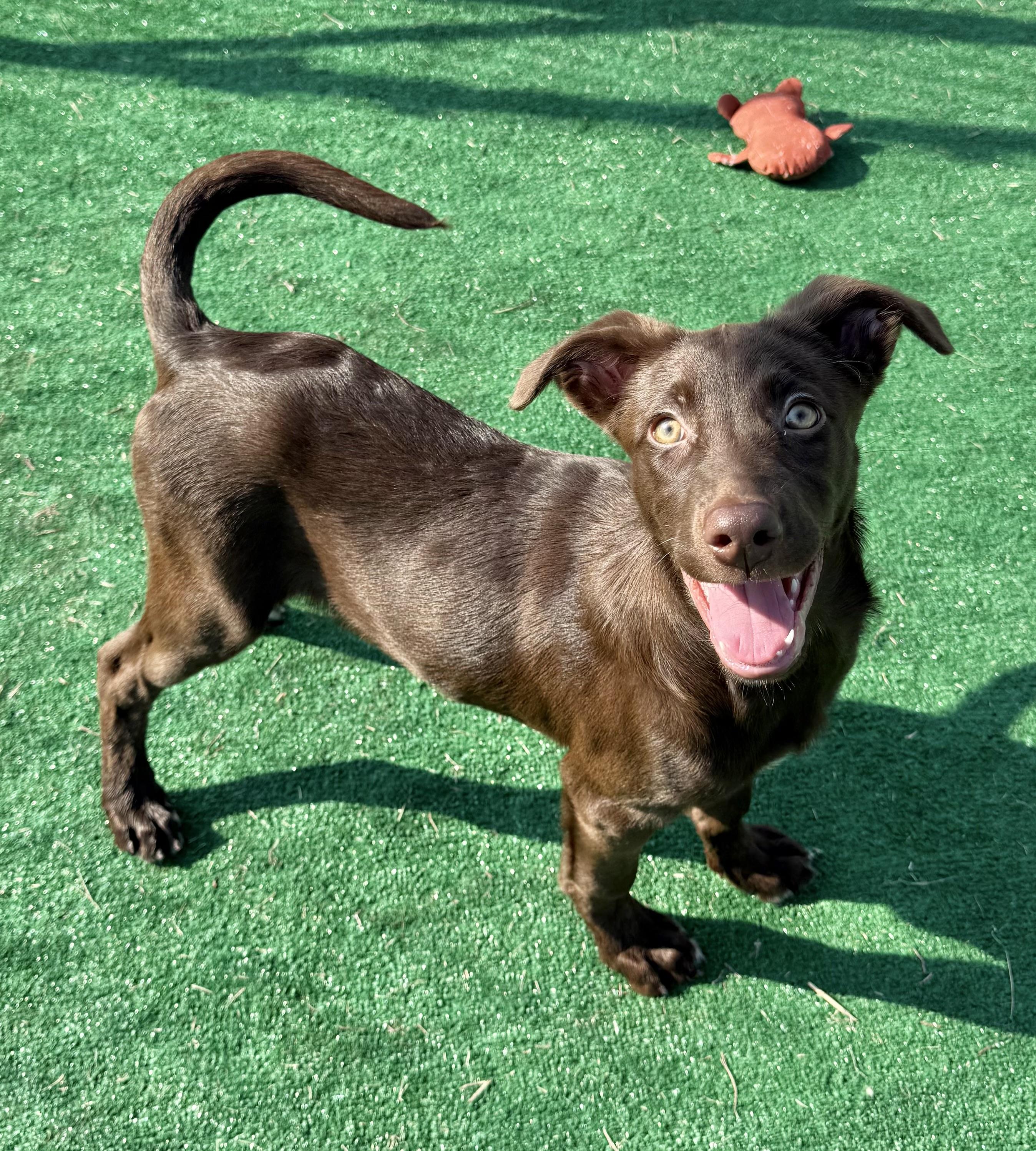 Dog for adoption - Nova, a Chocolate Labrador Retriever in Breckenridge ...