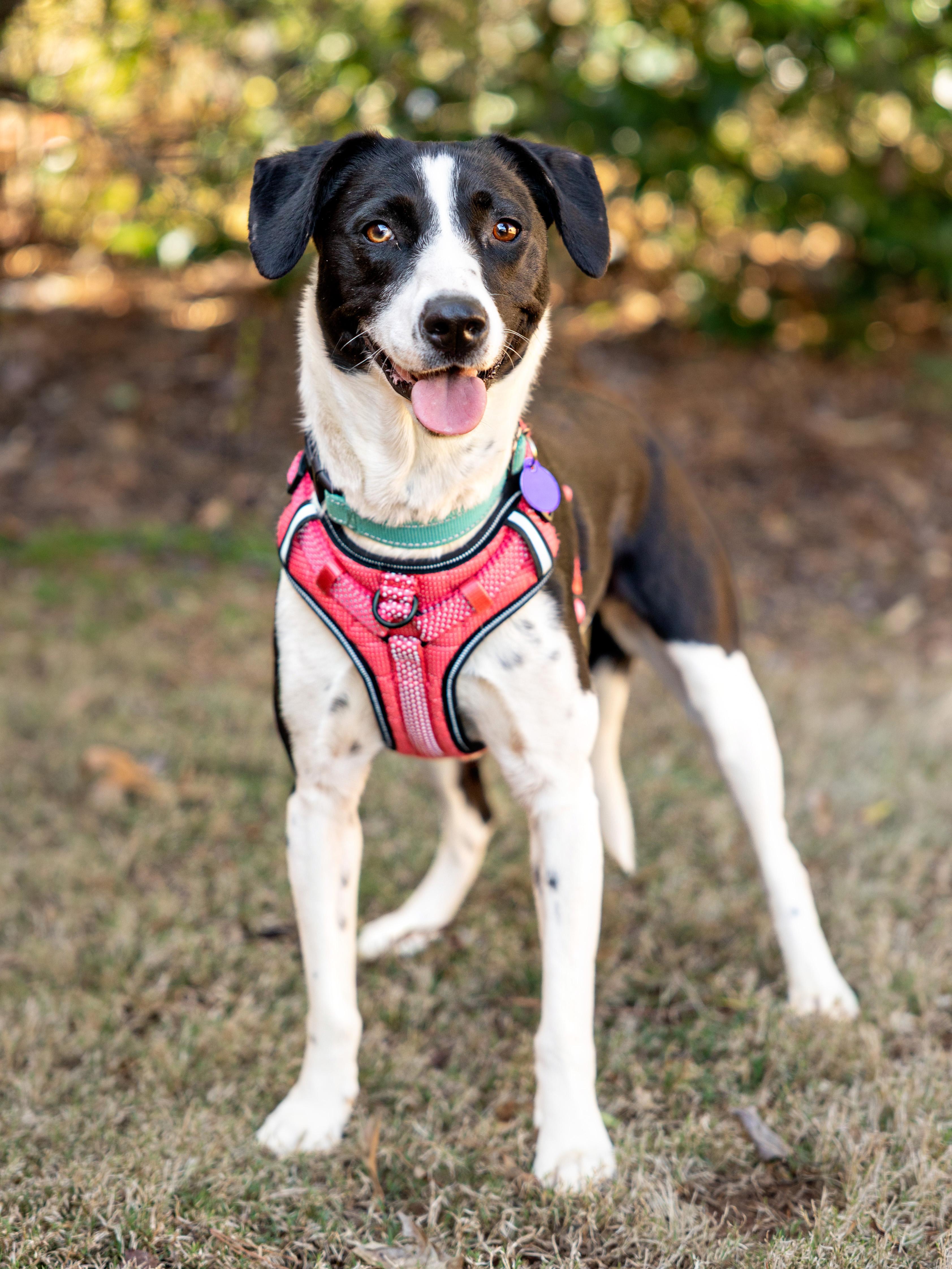 Dog for adoption - Morgan, a Border Collie & Beagle Mix in Atlanta, GA ...