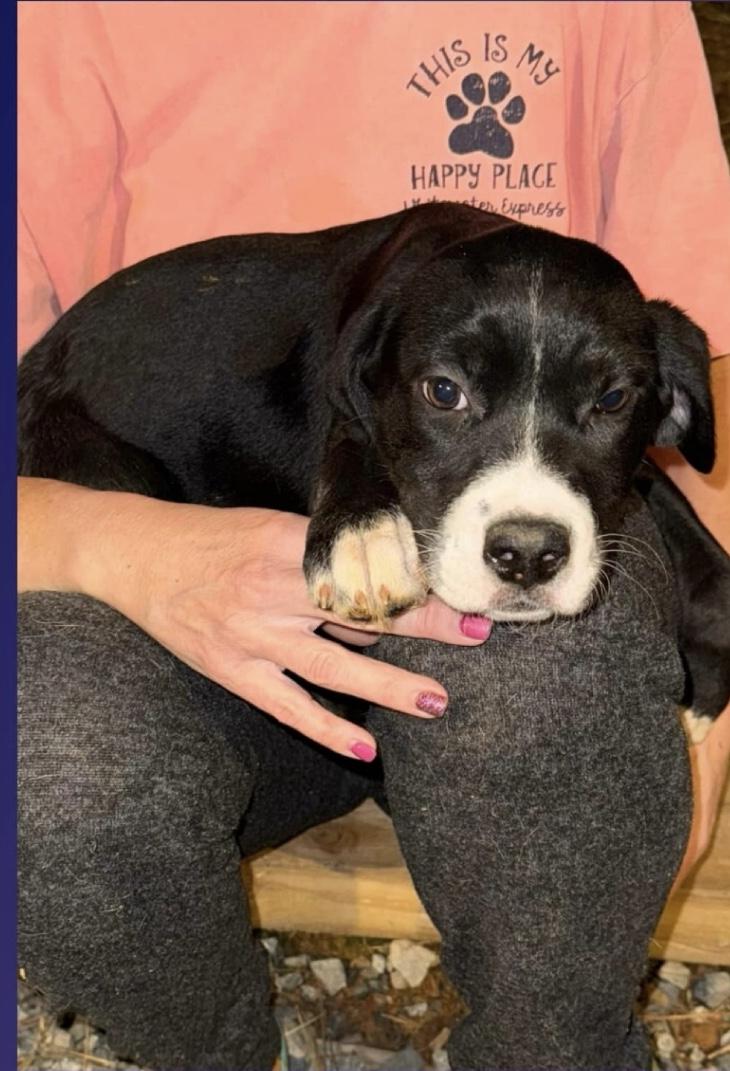 Dog for adoption - Jelly Bean, a Labrador Retriever Mix in Parma, OH | Petfinder