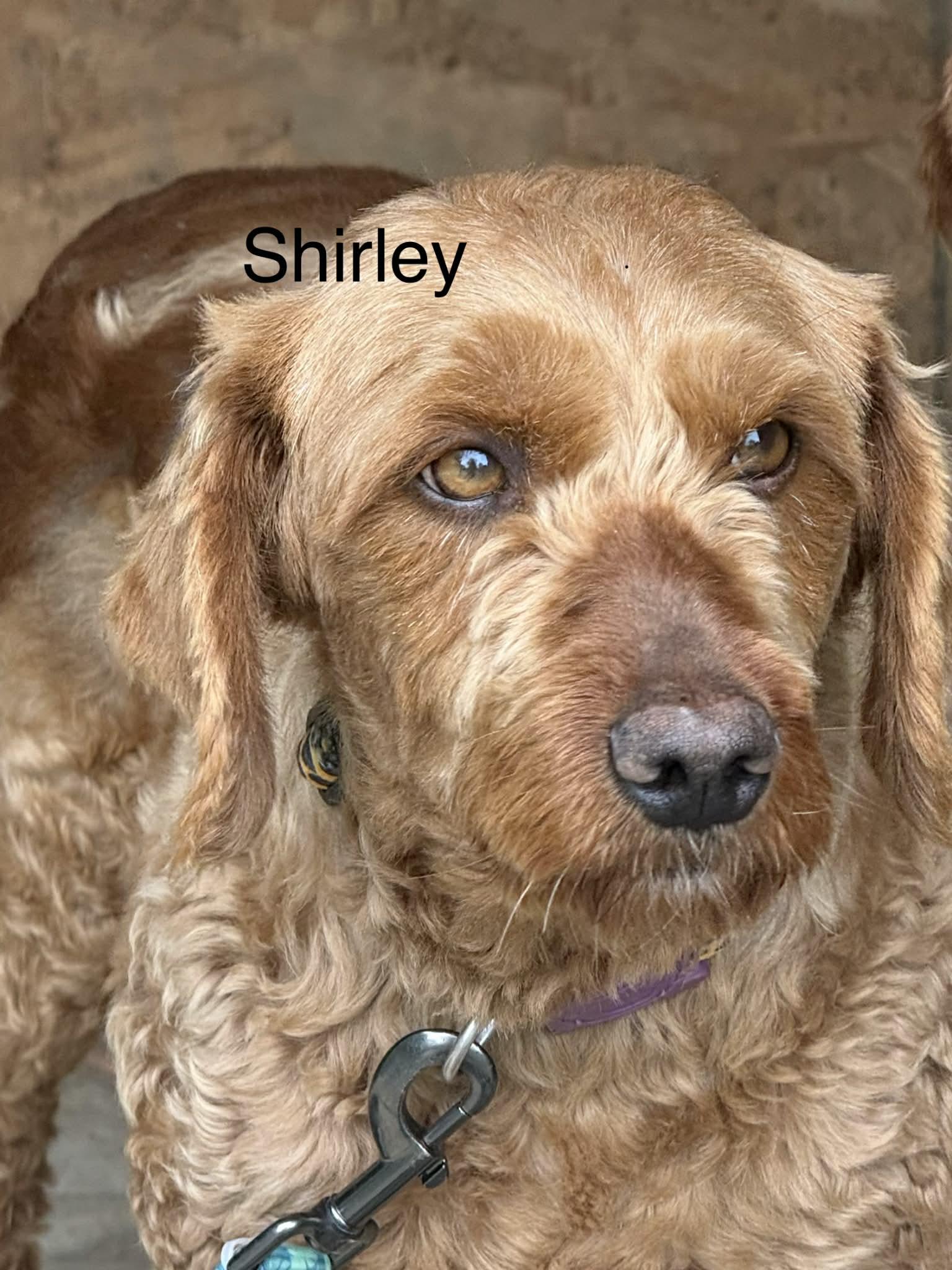 Shirley - Adoptable Pet | Petfinder | Petfinder