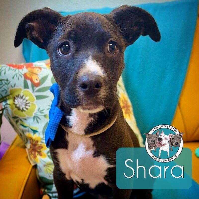 Dog for adoption - Shara the Snuggly Wiggleschmoopsie, a Pit Bull ...
