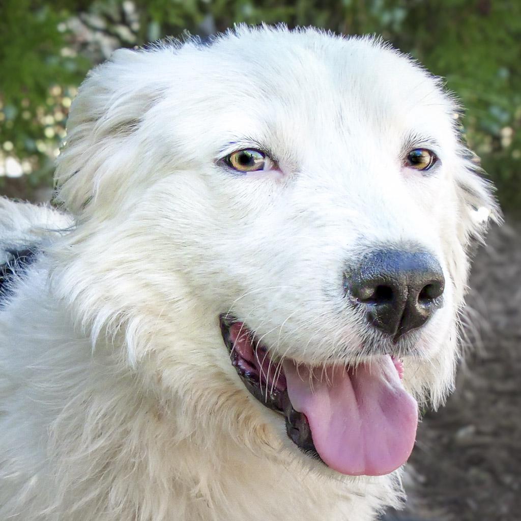 Dog for adoption - Nurturing Ms Nari ~ Aussie Pyr, an Australian ...