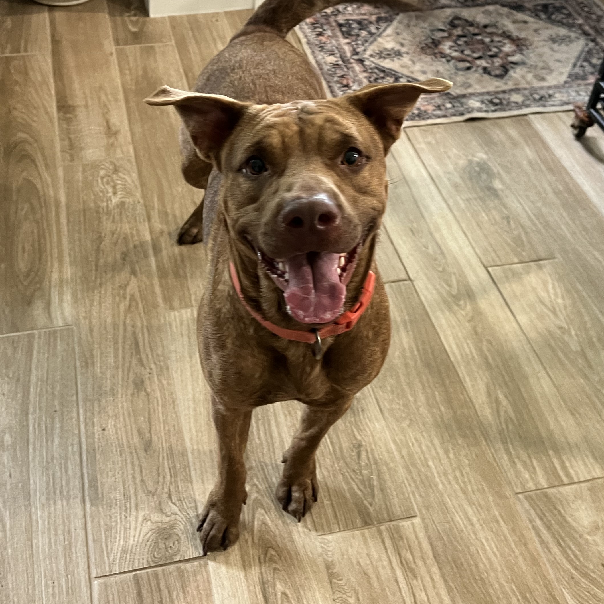 Dog for adoption - Eleanor, a Treeing Walker Coonhound & Black Mouth ...