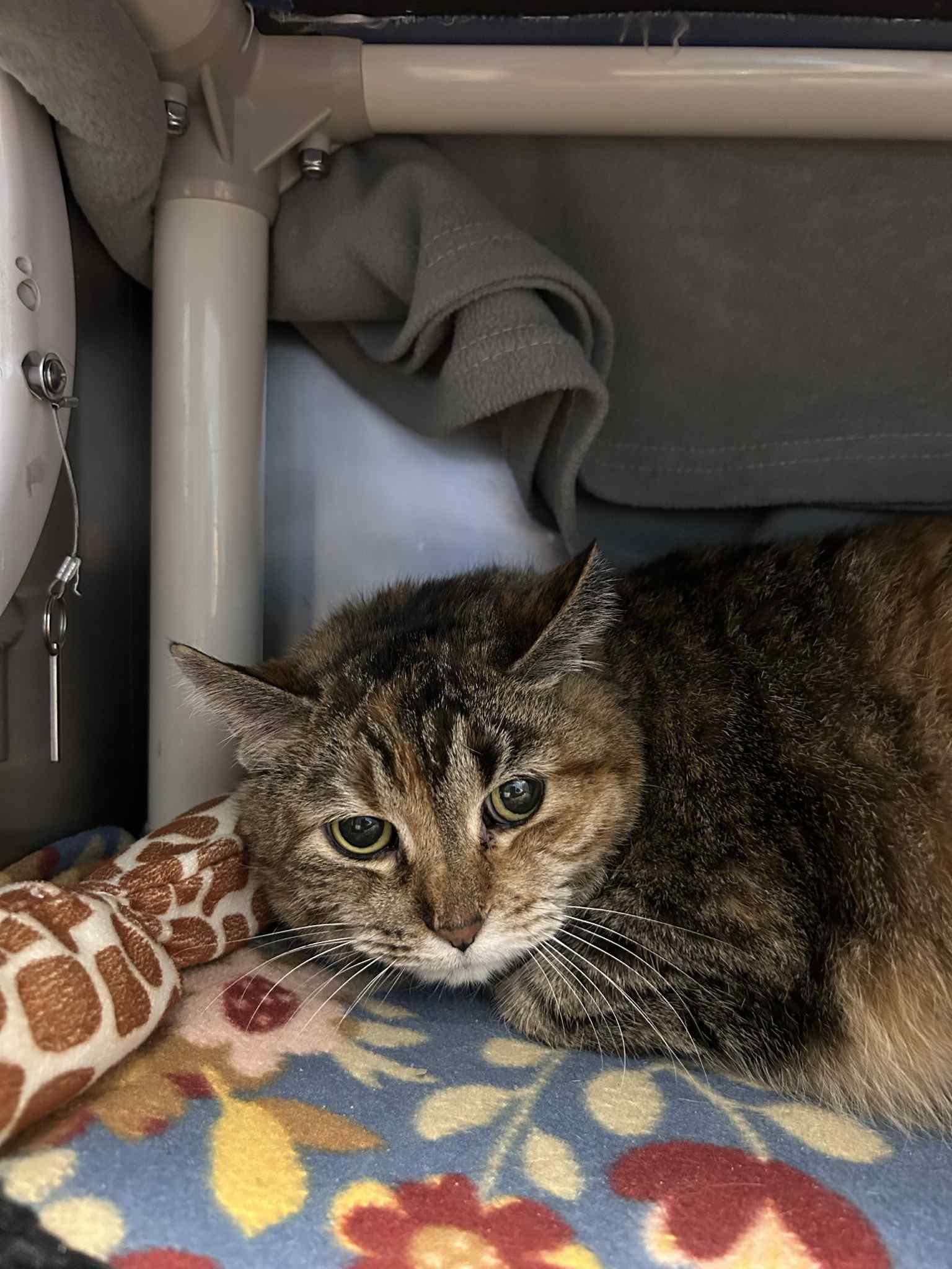 Cat for adoption - Bellarina, a Domestic Short Hair & Torbie Mix in ...