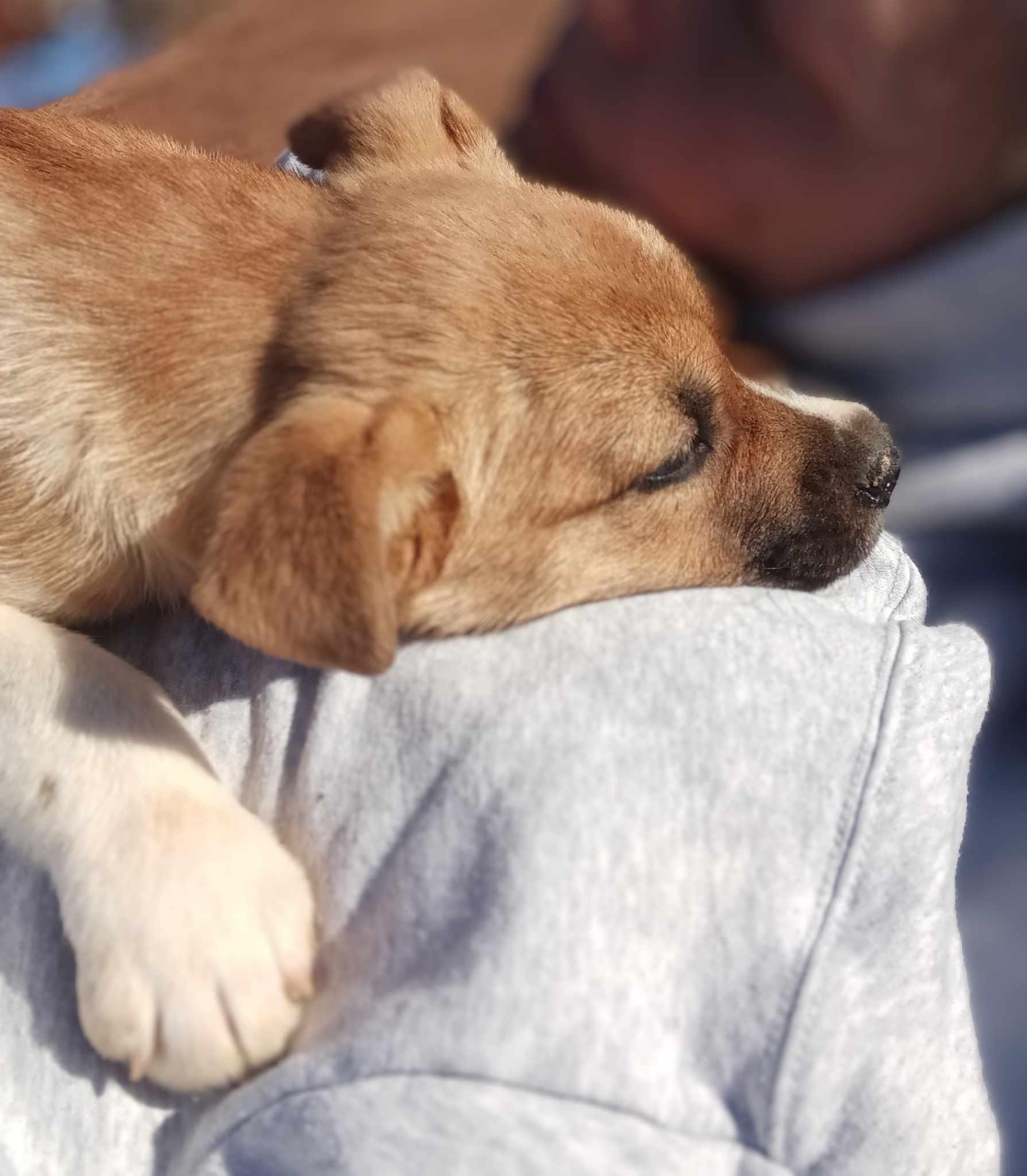 Dog for adoption - Swimer, an Anatolian Shepherd Mix in Columbus, OH ...
