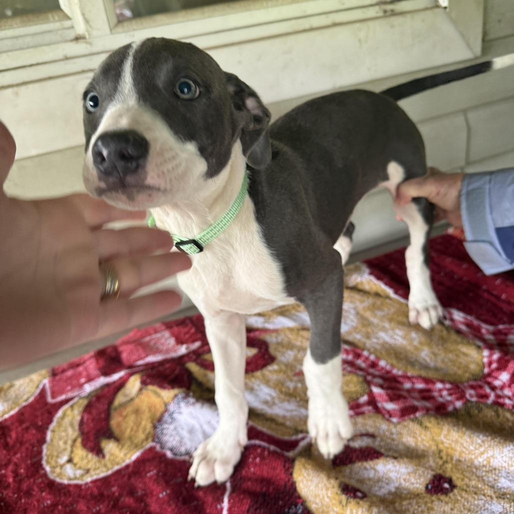 Dog for adoption - Max, a Bulldog & Labrador Retriever Mix in Salem, NH ...