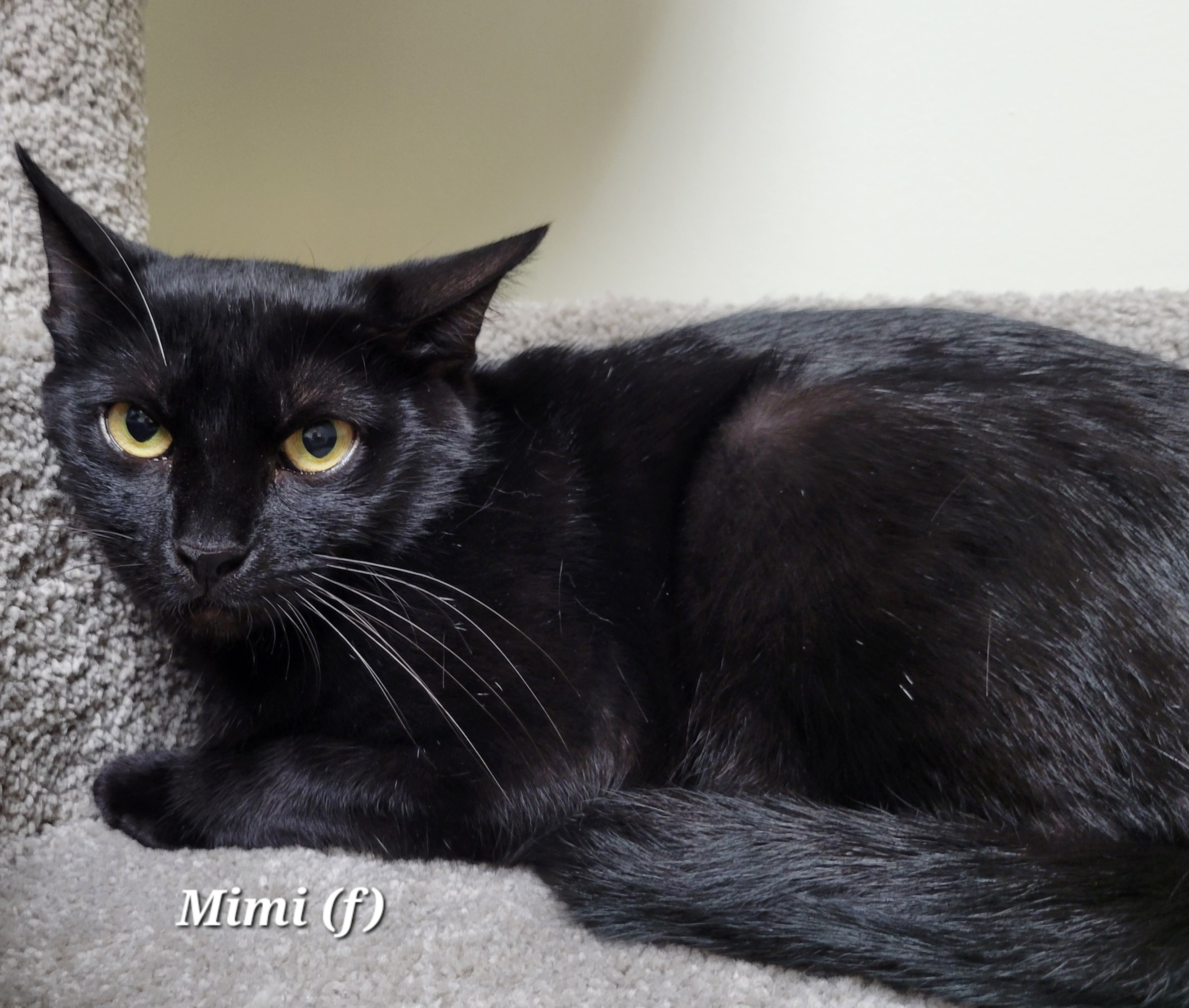 Cat for adoption - Mimi, a Domestic Short Hair in Mazon, IL | Petfinder