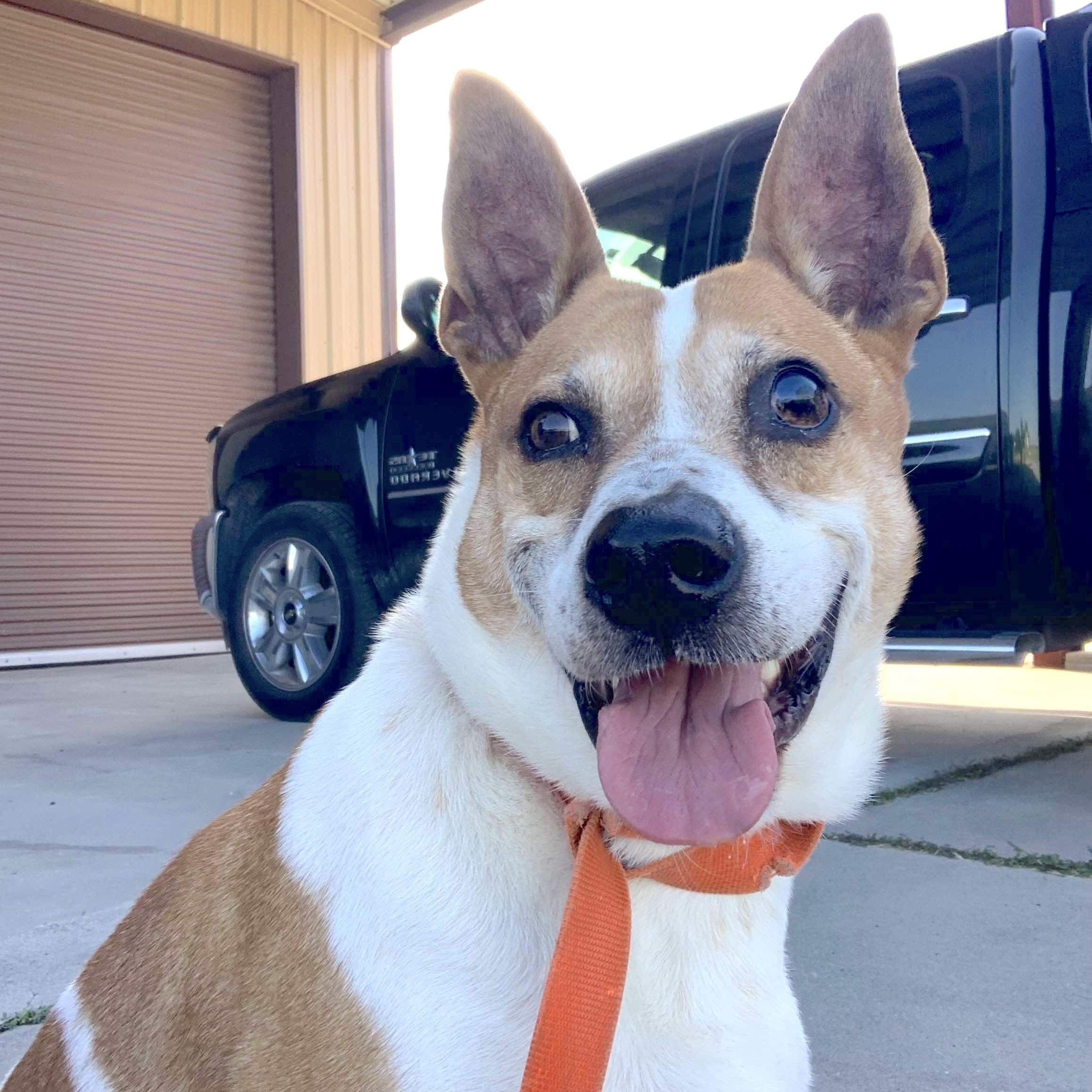 Dog for adoption - Church, a Cattle Dog & Parson Russell Terrier Mix in ...