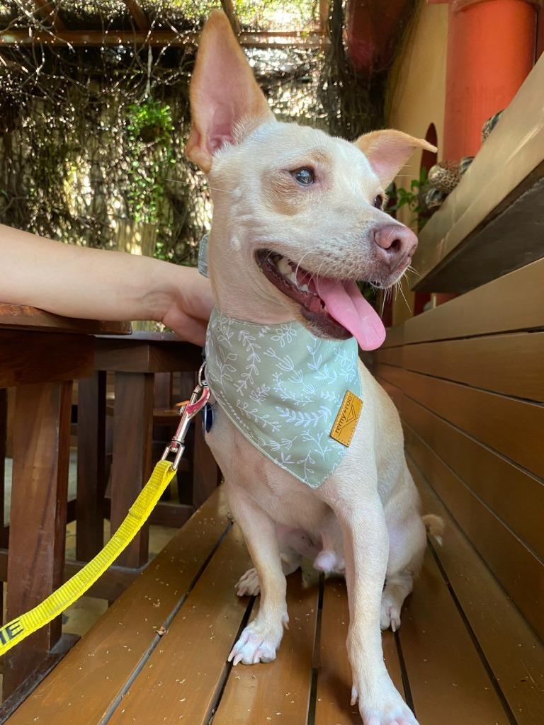 Dog for adoption - Max, a Corgi & Chihuahua Mix in Sidney, BC | Petfinder