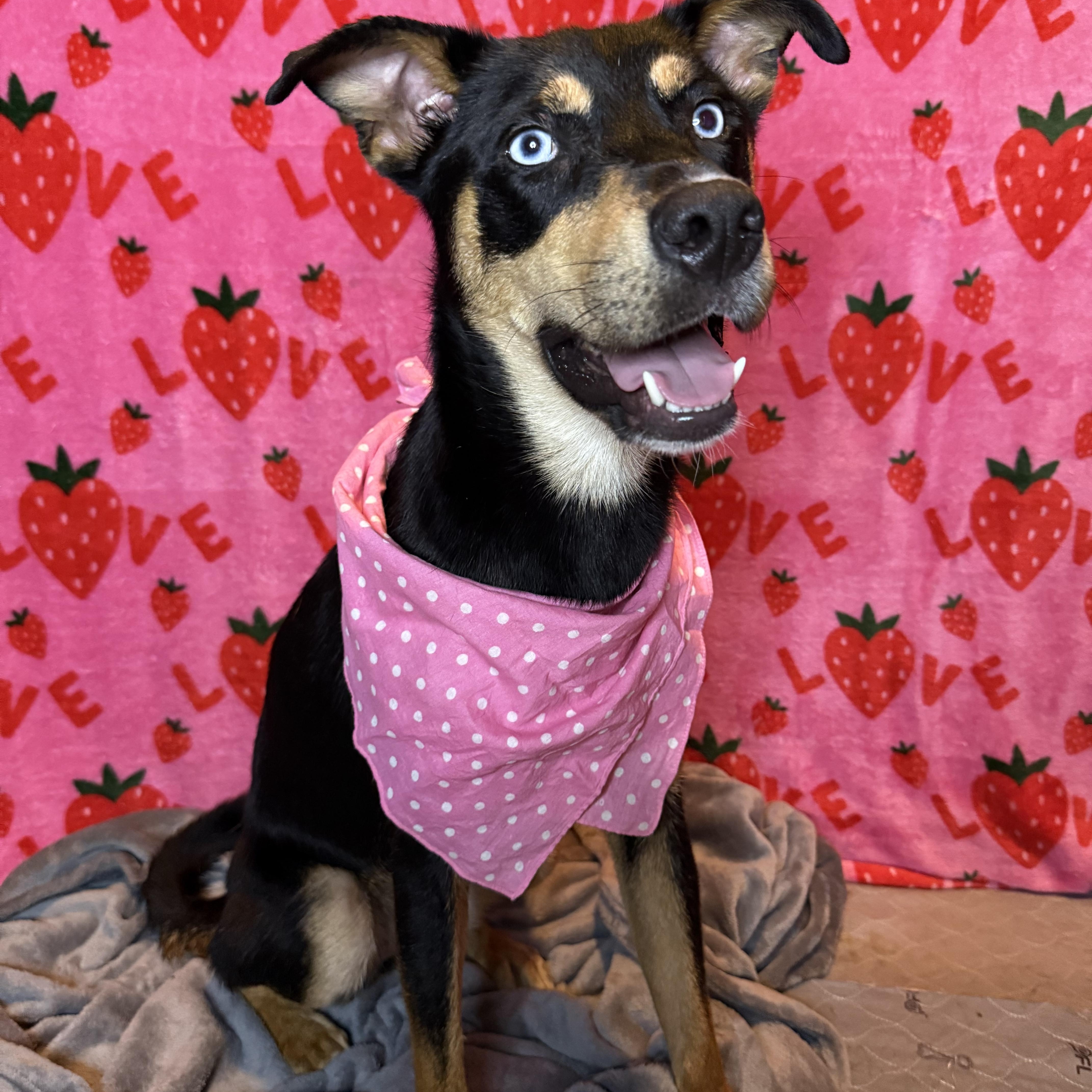 Dog for adoption - Birdie, a Siberian Husky & Rottweiler Mix in ...