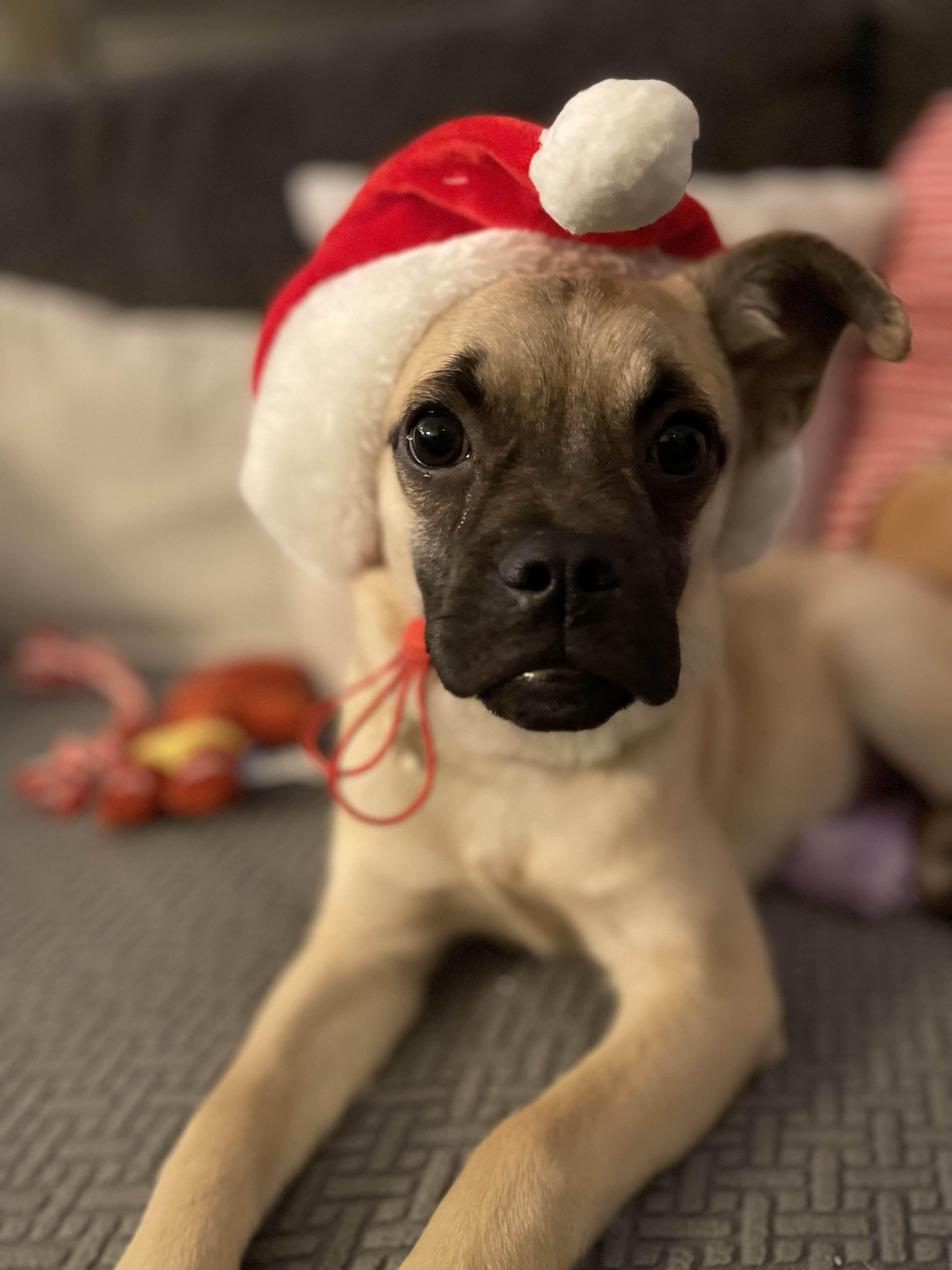 Tonks - Adoptable Pet | Petfinder | Petfinder