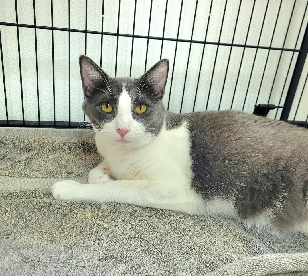 Cat for adoption - Ryne, a Domestic Short Hair in Decatur, IL | Petfinder