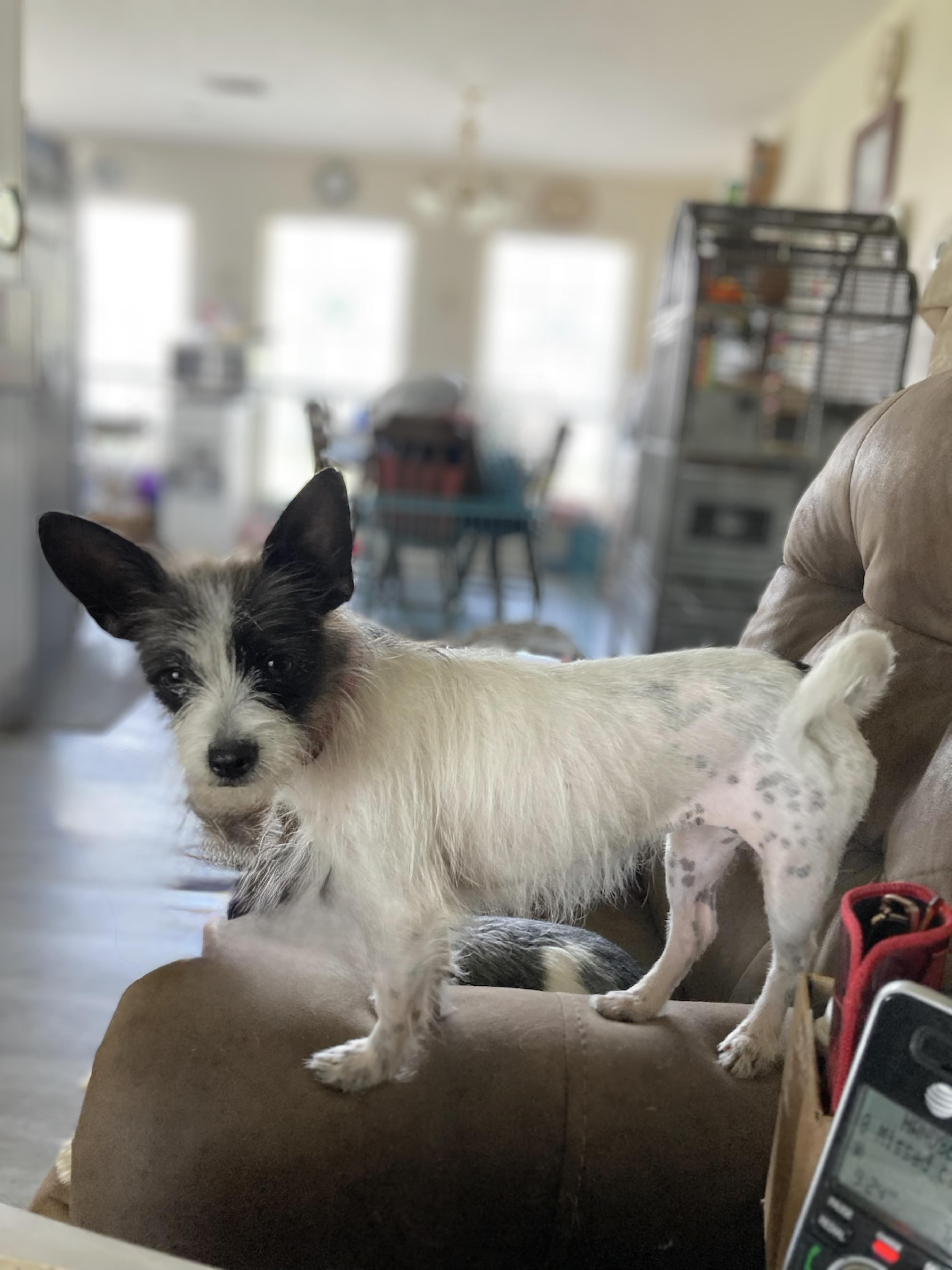 Dog for adoption - Cassie, a Yorkshire Terrier Mix in Douglas, GA ...