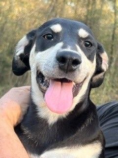 Dog for adoption - SPIRIT -Fostered in New England!!, a Rottweiler ...