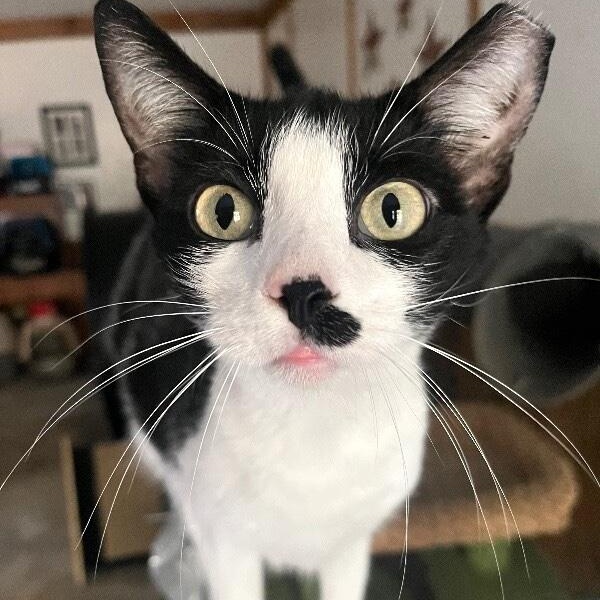 Cat for adoption - Kit Kat, a Domestic Short Hair Mix in Hartford, CT ...