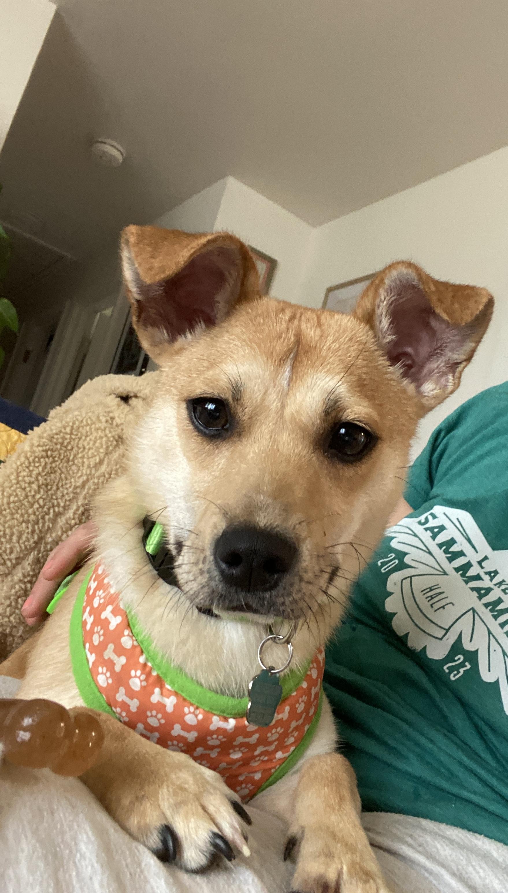 Dog for adoption - Cheems, a Mixed Breed in Puyallup, WA | Petfinder