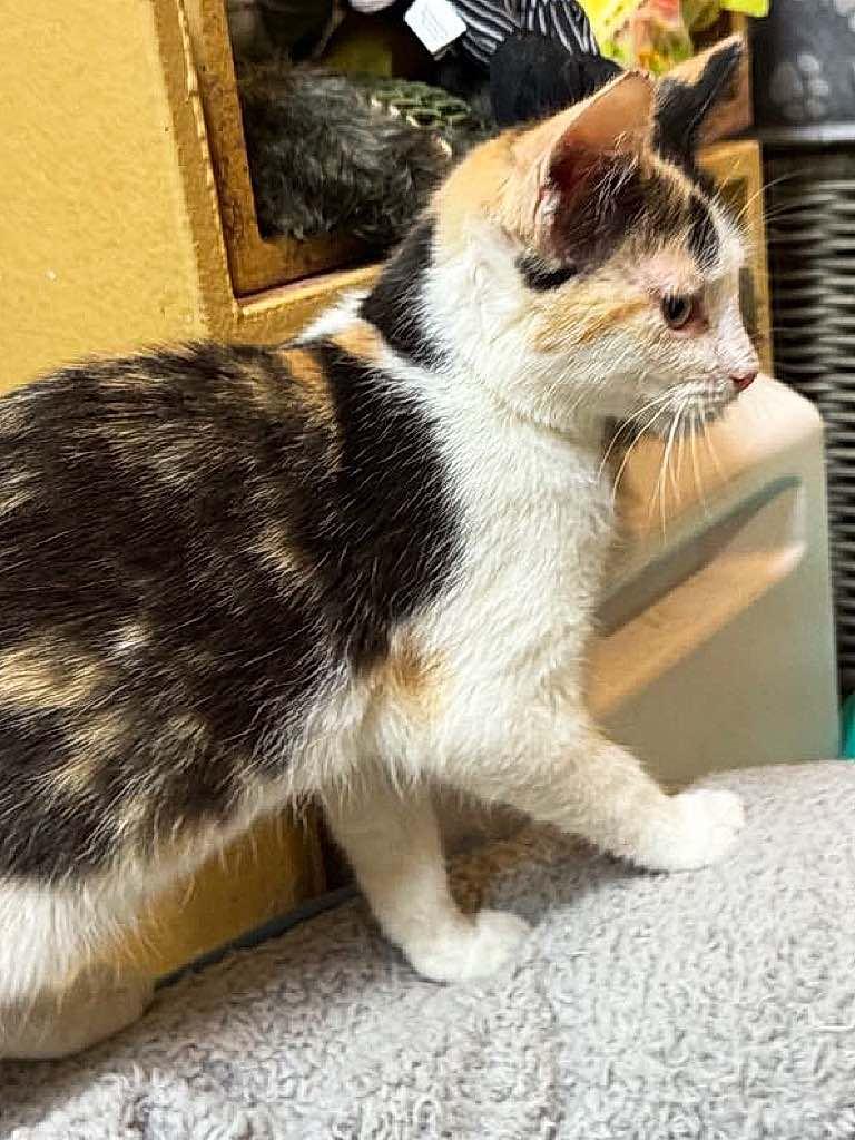 Cat for adoption - Fern, a Domestic Short Hair in Sioux Falls, SD ...