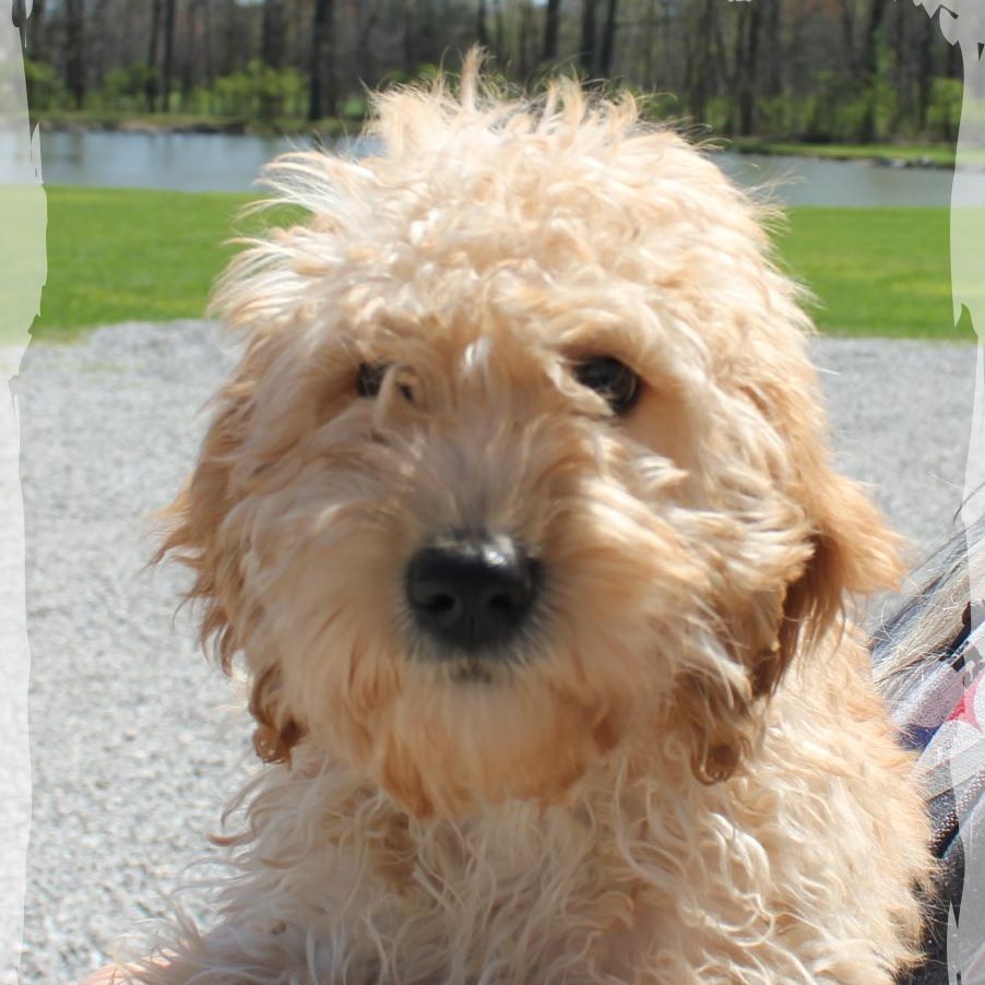 Dog for adoption - Travis, a Goldendoodle in Amelia, OH | Petfinder