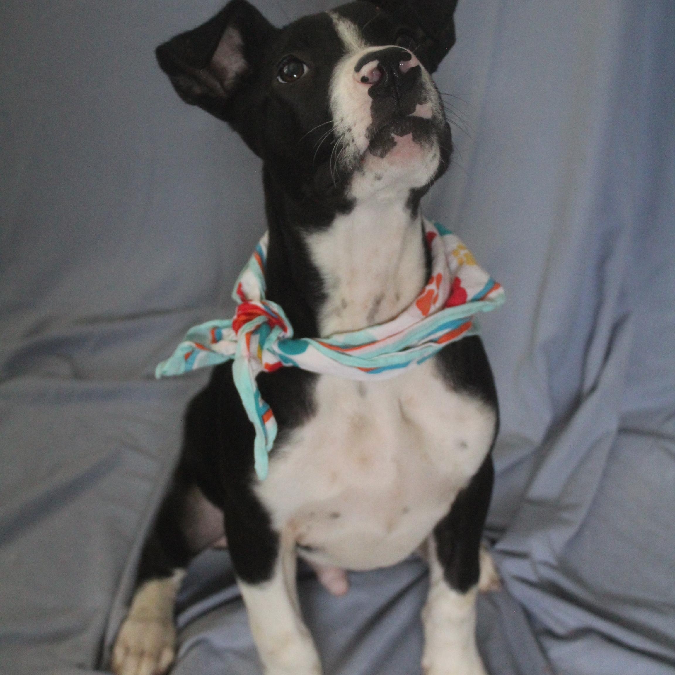 Dog for adoption - Landon, a Pit Bull Terrier Mix in Marion, NC | Petfinder