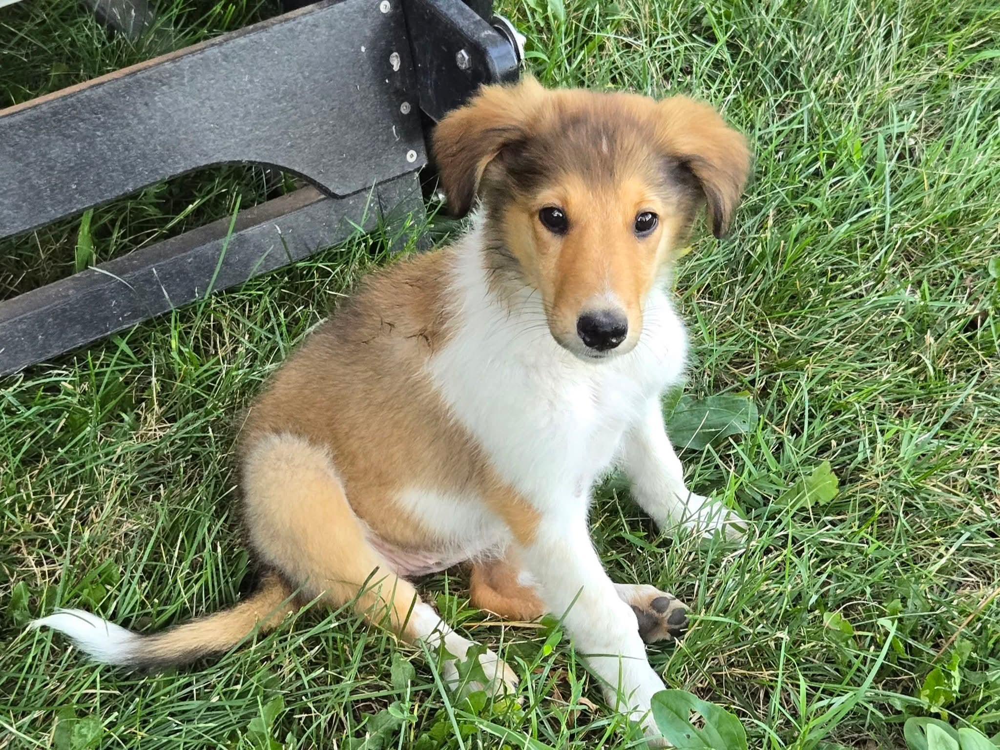 Dog for adoption - SUNFLOWER, a Smooth Collie & Labradoodle Mix in ...