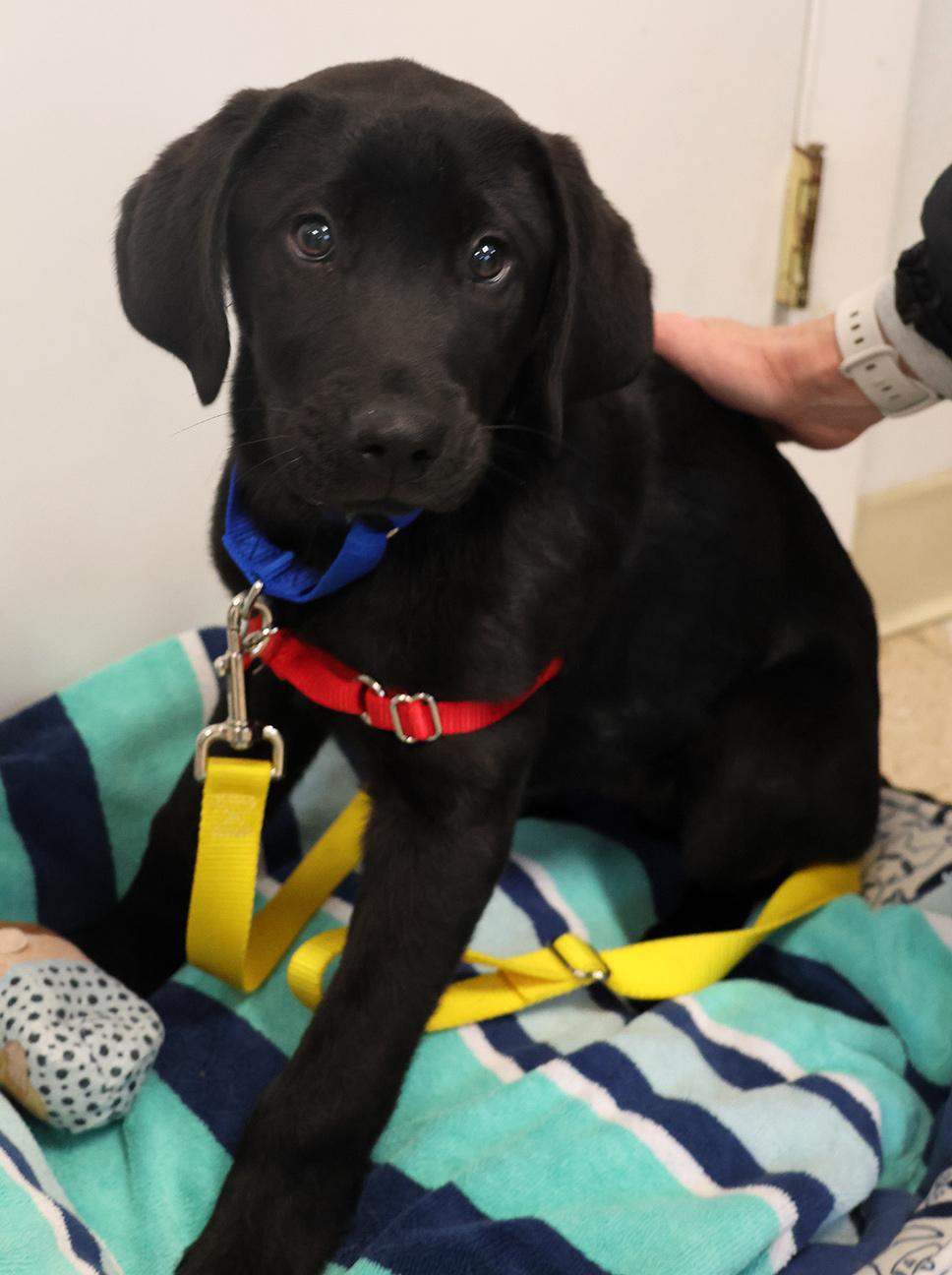 Dog for adoption - Brian, a Black Labrador Retriever & Labrador ...