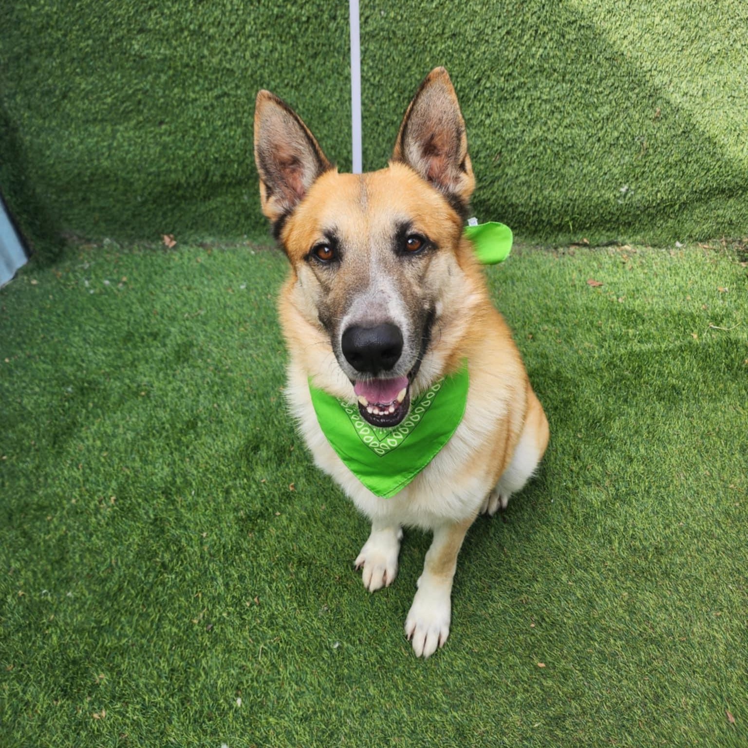 Dog for adoption - Max, a German Shepherd Dog Mix in Abbotsford, BC ...