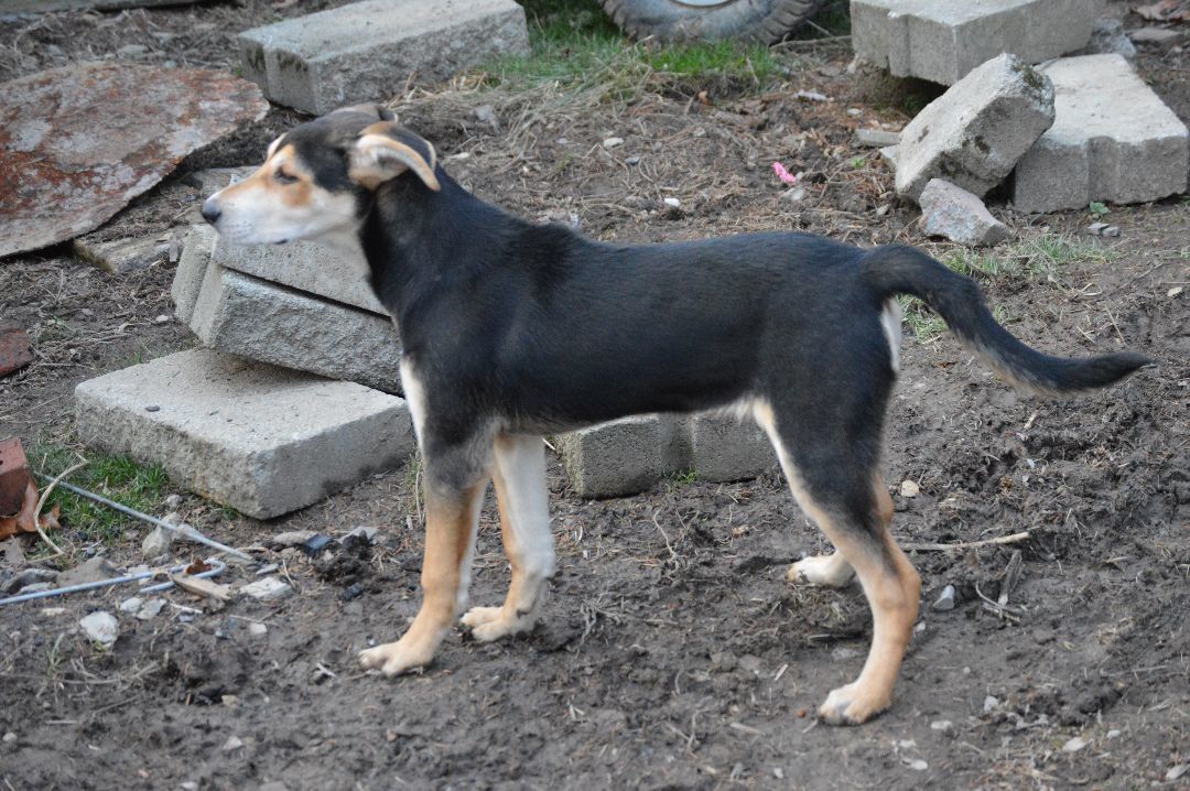 Dog for adoption - Dusty, a Treeing Walker Coonhound & Siberian Husky ...