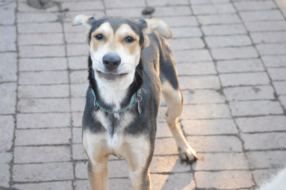 Dog for adoption - Dusty, a Treeing Walker Coonhound & Siberian Husky ...