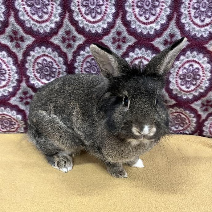 Rabbit for adoption - Milo, a Lionhead Mix in Onalaska, WI | Petfinder