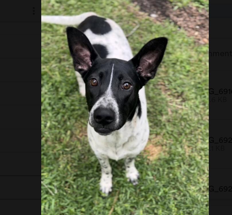 Dog for adoption - Goose, a Mixed Breed in Mount Arlington, NJ | Petfinder