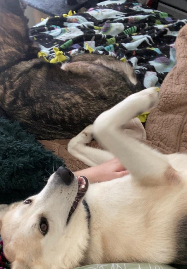 Dog for adoption - LILITH, a German Shepherd Dog & Siberian Husky Mix ...