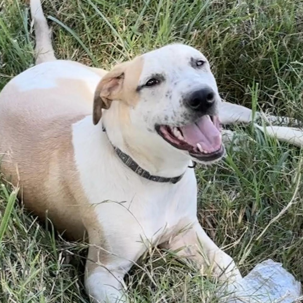 Dog for adoption - Jeb Diamonds, an American Bulldog & Boxer Mix in ...