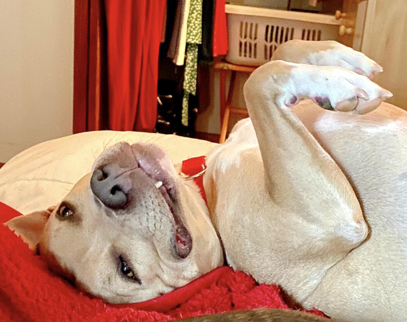 Dog for adoption - Callum, an American Staffordshire Terrier in Boston ...