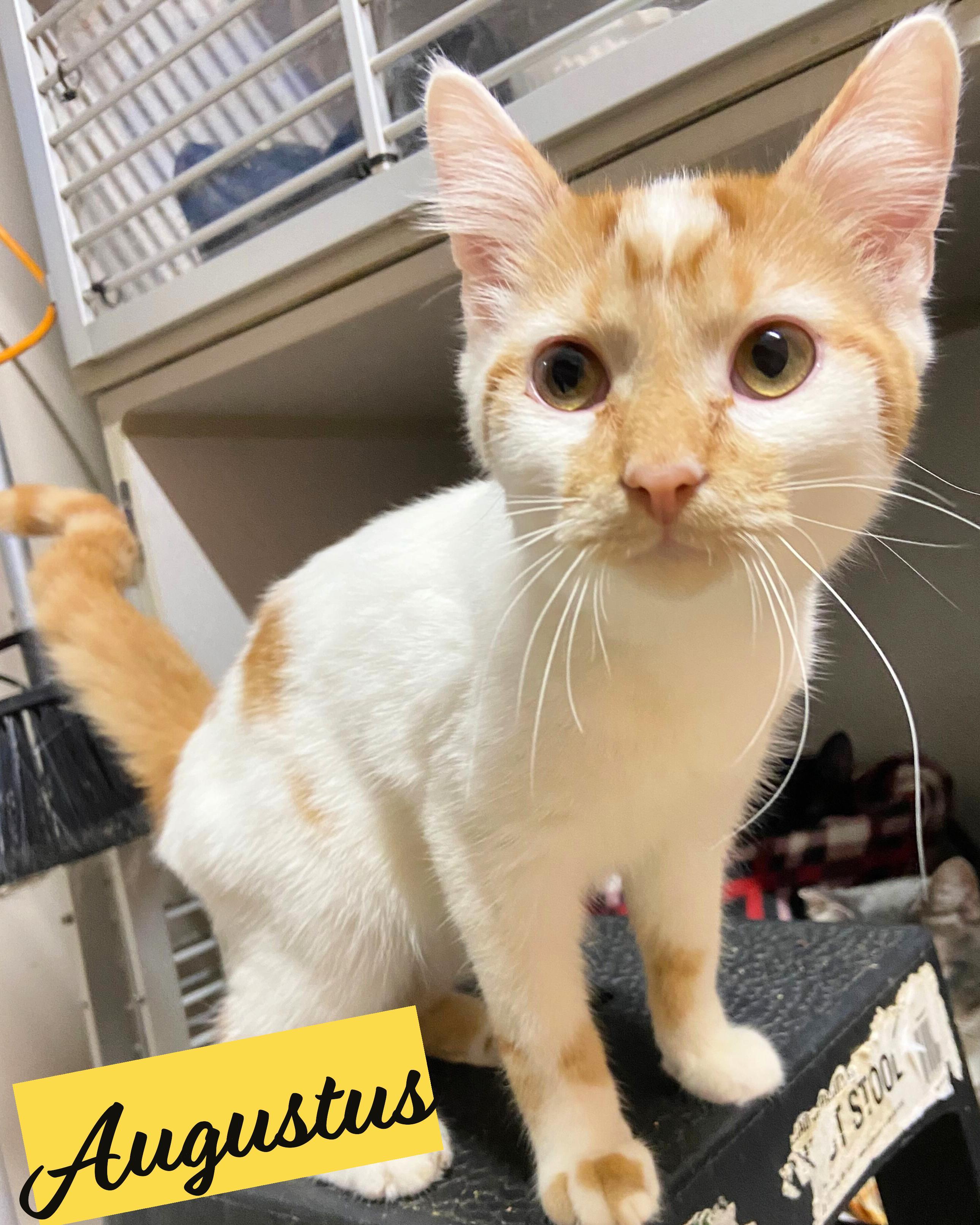 Cat for adoption - Augustus, a Domestic Short Hair in Peru, IN | Petfinder