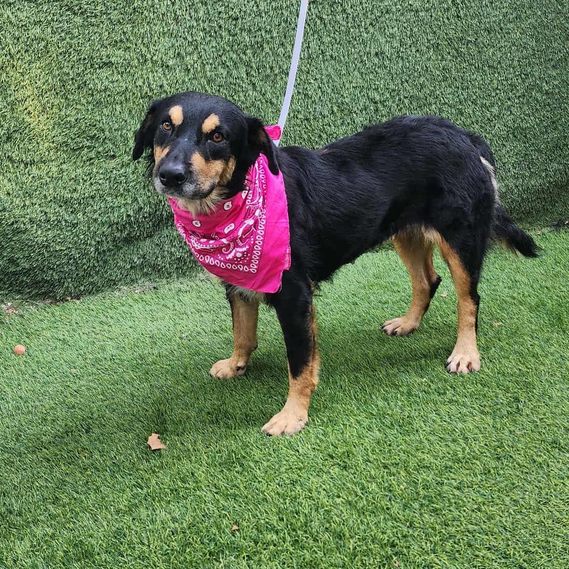 Dog for adoption - Lala, a Black and Tan Coonhound Mix in Portland, OR ...