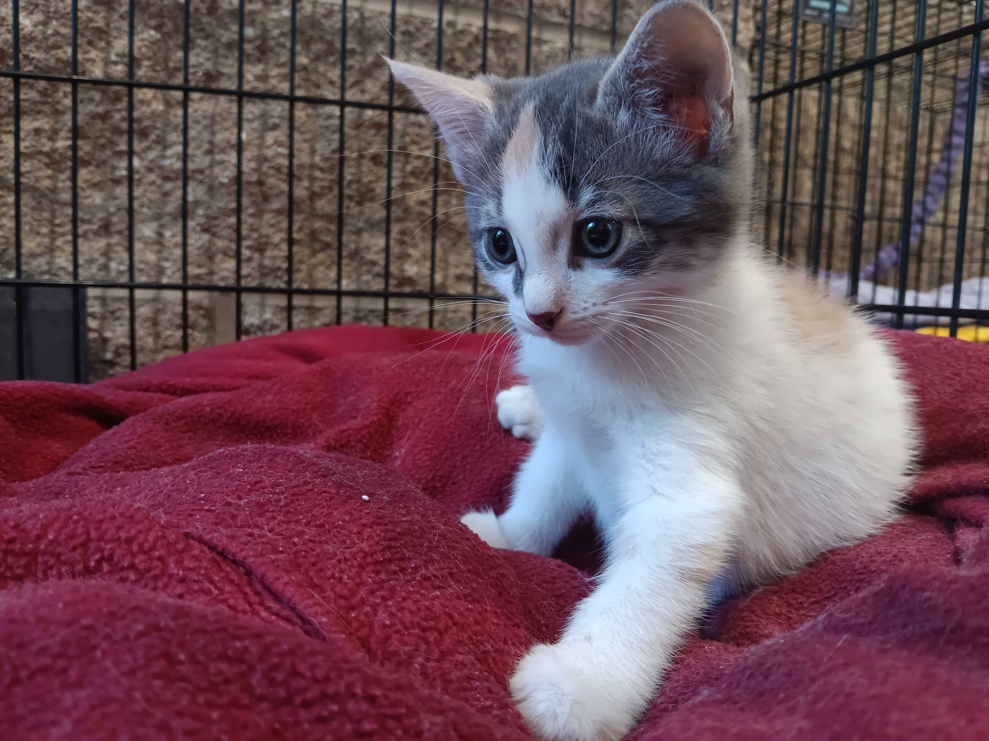 Cat for adoption - Swifty, a Domestic Short Hair in Jackson, MI | Petfinder