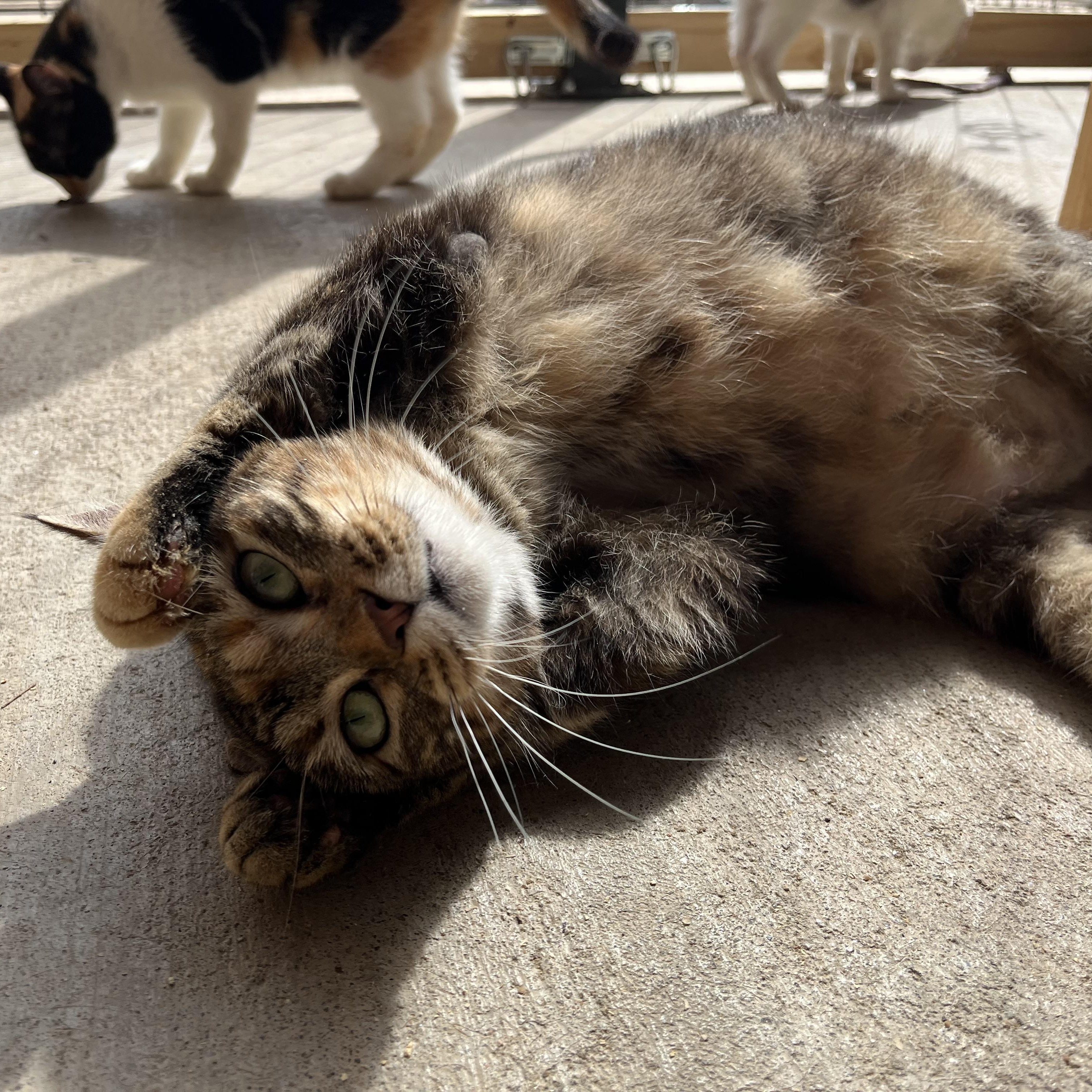 Lilly - Adoptable Pet | Petfinder | Petfinder