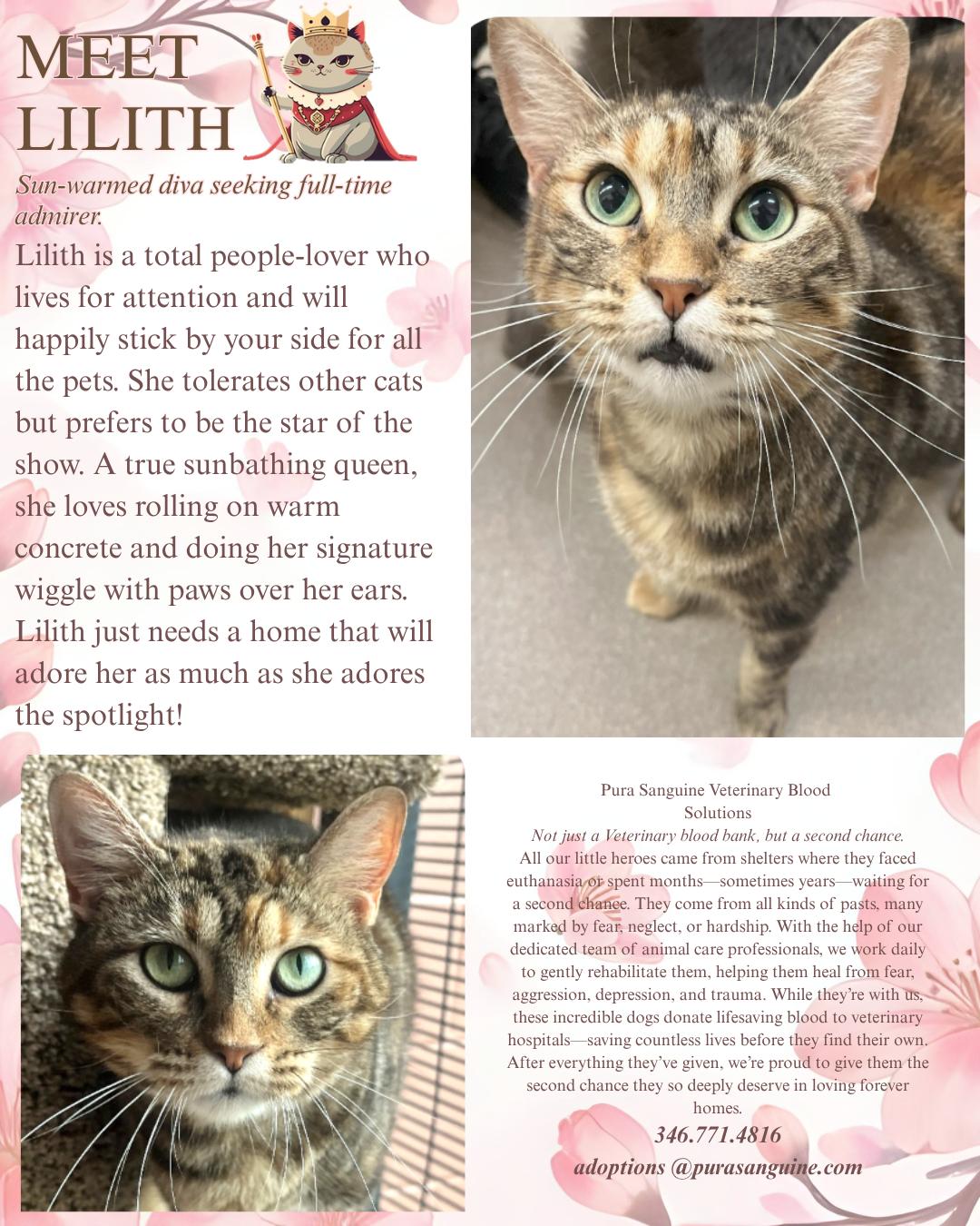 Lilly - Adoptable Pet | Petfinder | Petfinder