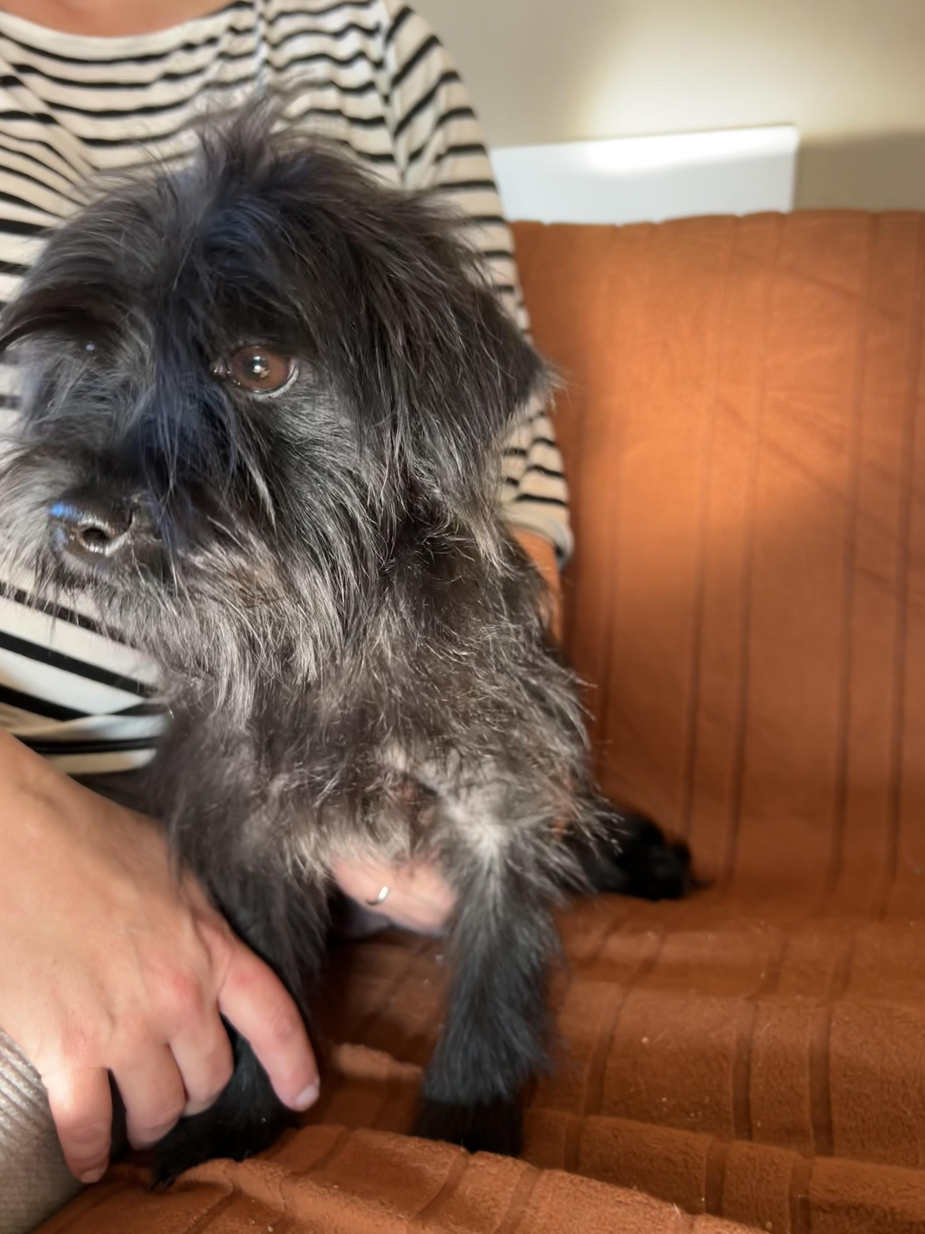 Dog for adoption - Angie, a Schnoodle in Corona, CA | Petfinder