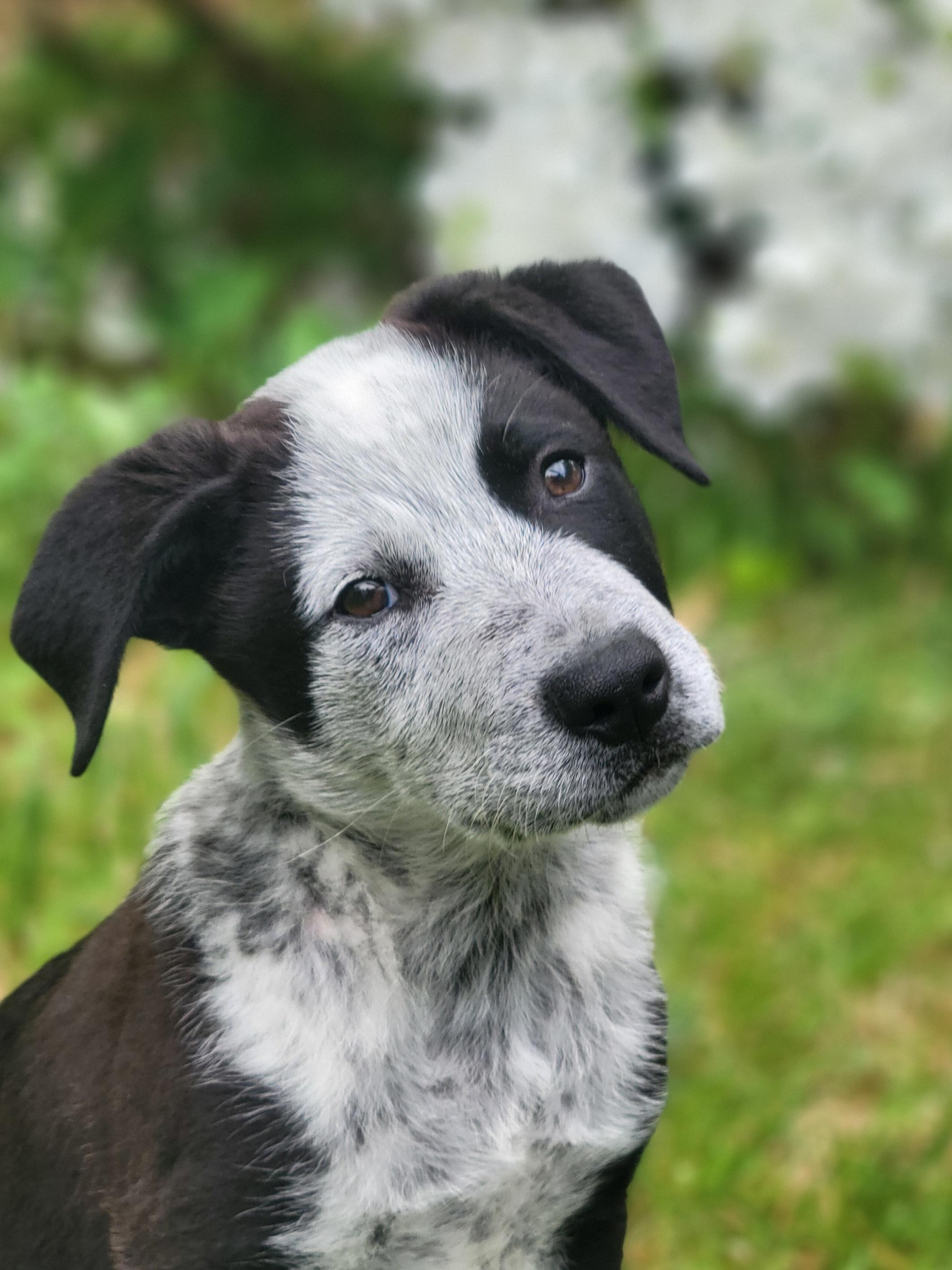 Dog for adoption - Joe Pye, an Australian Cattle Dog / Blue Heeler ...