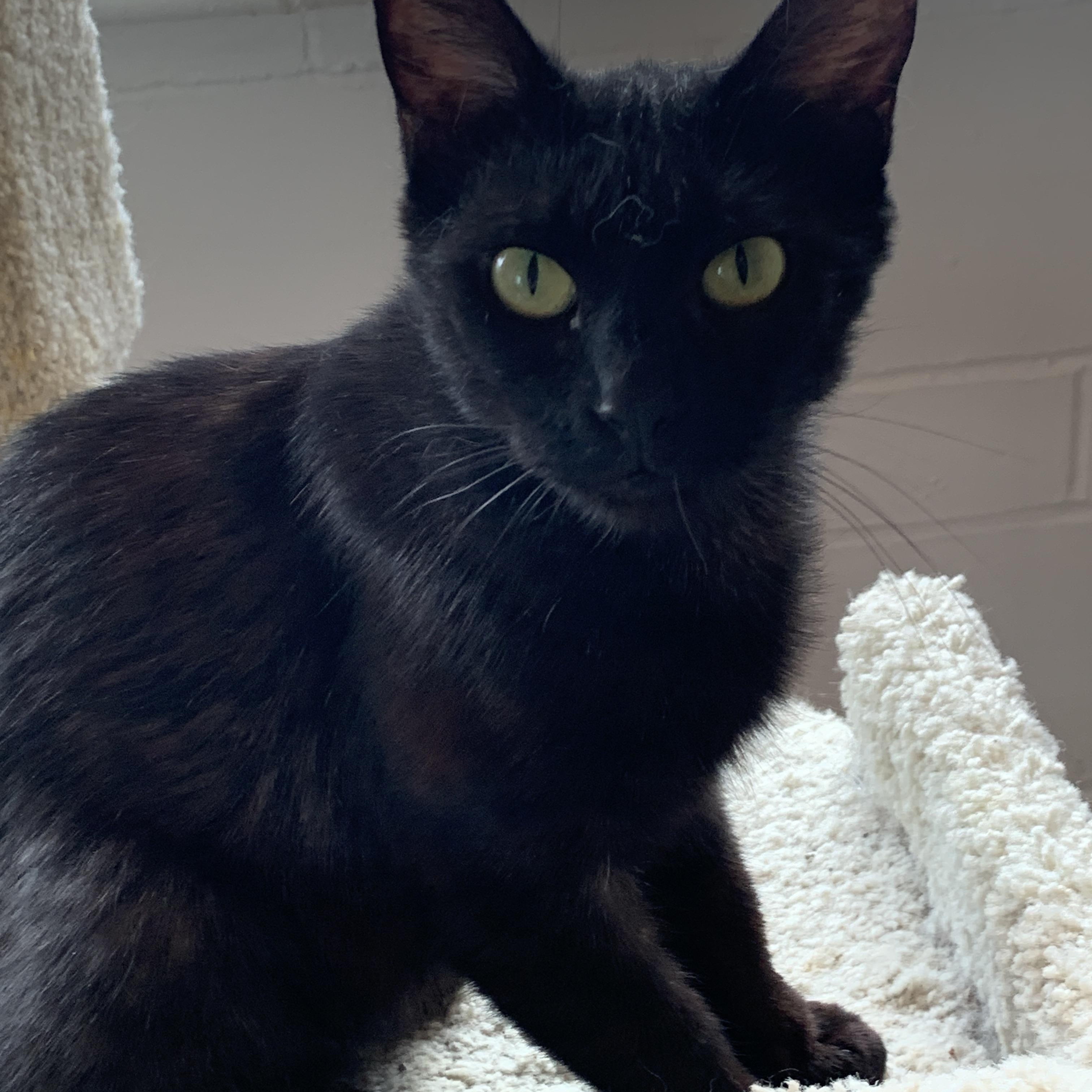 Cat for adoption - May, a Domestic Short Hair in Saint Charles, MO ...