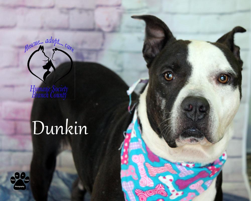 Dog for adoption - Duncan--SEE VIDEO, a Boxer Mix in Quincy, MI | Petfinder