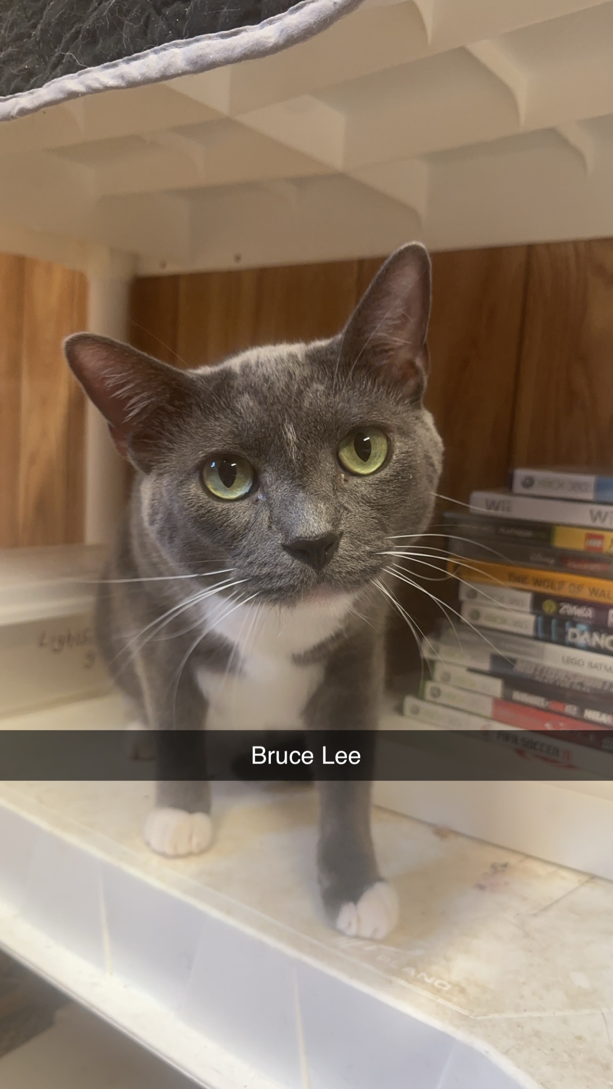 Cat for adoption - Bruce Lee, a Domestic Short Hair Mix in Conroe, TX ...