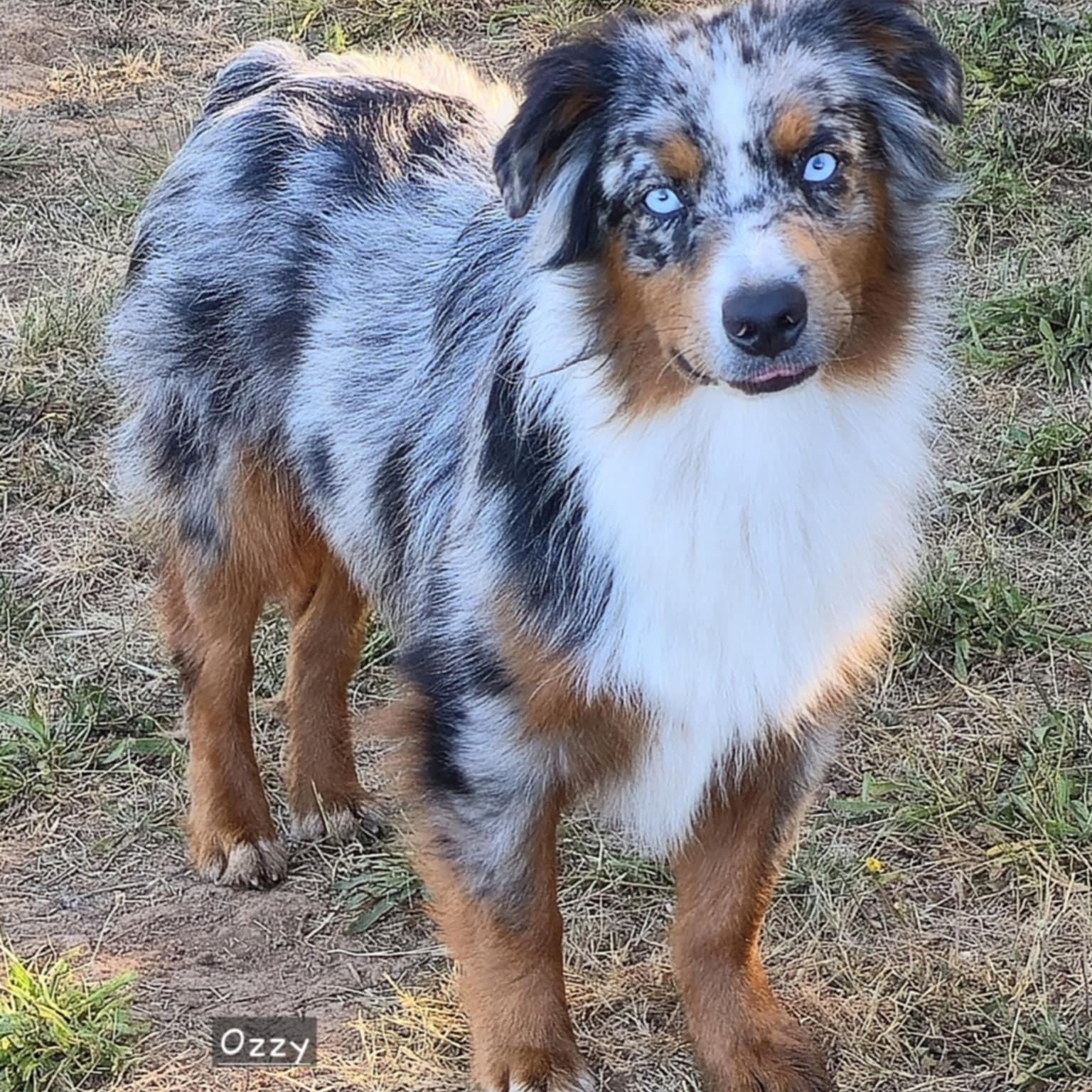 Dog for adoption - Optimistic Ozzy, an Australian Shepherd in La Center ...