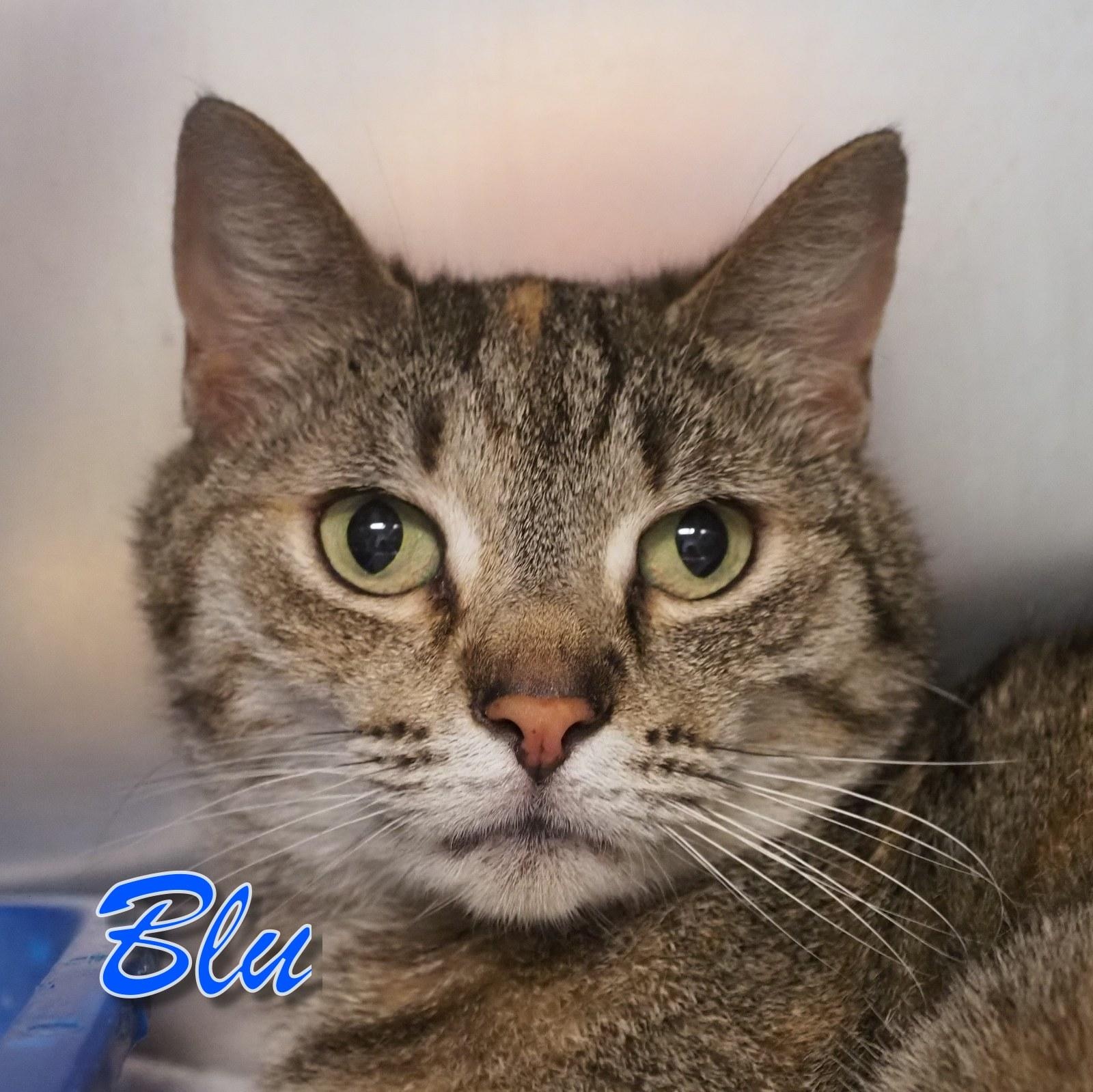 Cat for adoption - Blu, a Domestic Short Hair in Cape May Court House, NJ | Petfinder