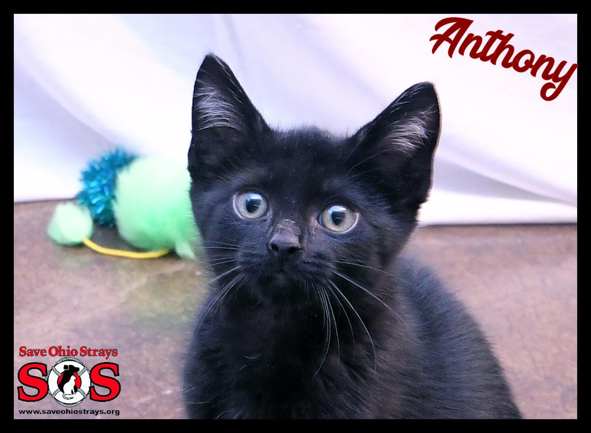 Cat for adoption - Anthony, a Domestic Short Hair in Wadsworth, OH ...