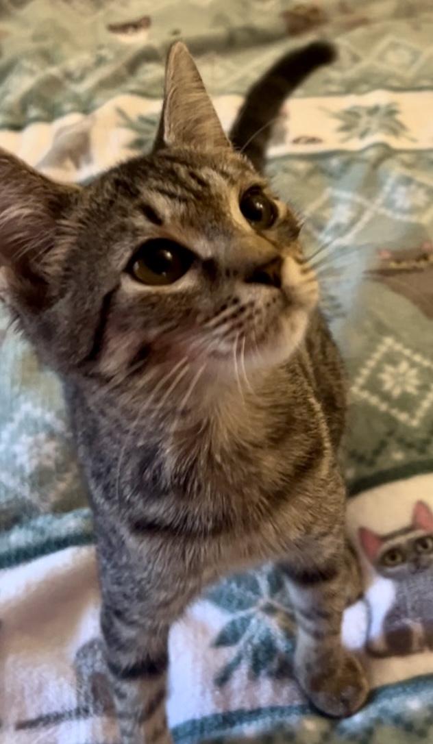 Cat for adoption - Haya, a Domestic Short Hair in Portland, ME | Petfinder