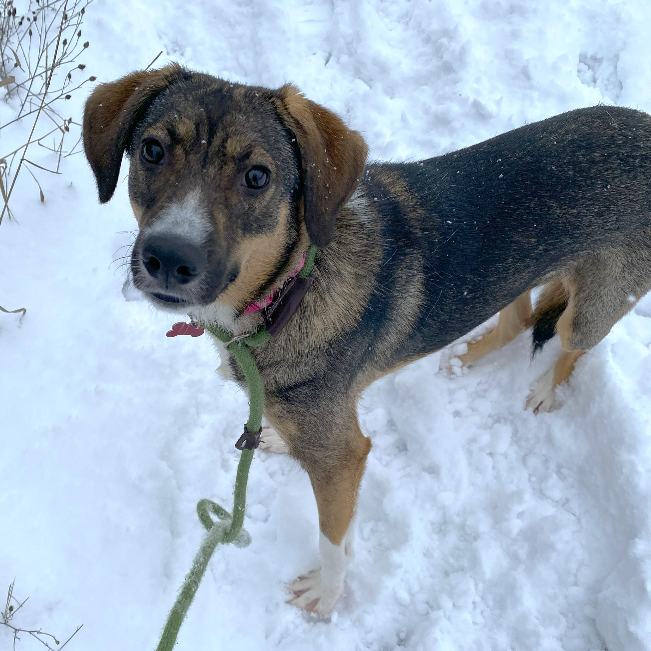 Dog for adoption - Robin, a Mixed Breed in Allegan, MI | Petfinder