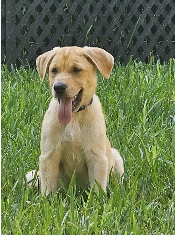 Dog for adoption - Violet, a German Shepherd Dog & Husky Mix in ...